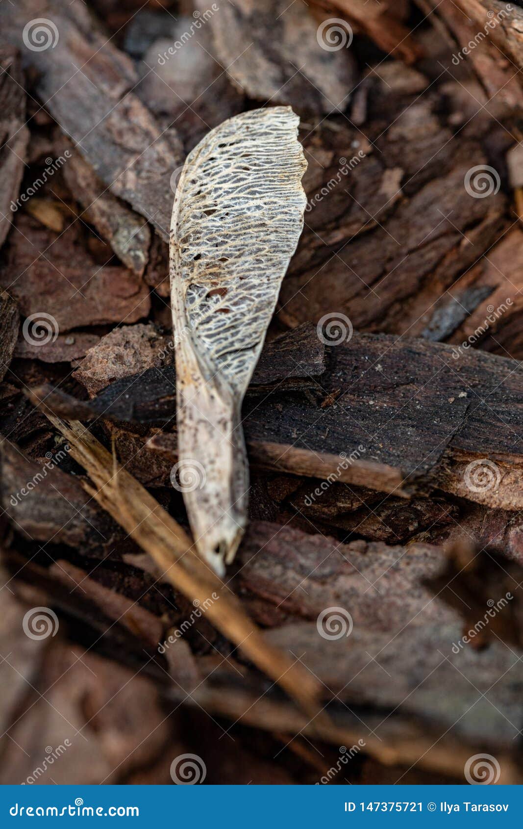 Maple Seed. Tree Bark on the Ground Stock Image - Image of mulch ...