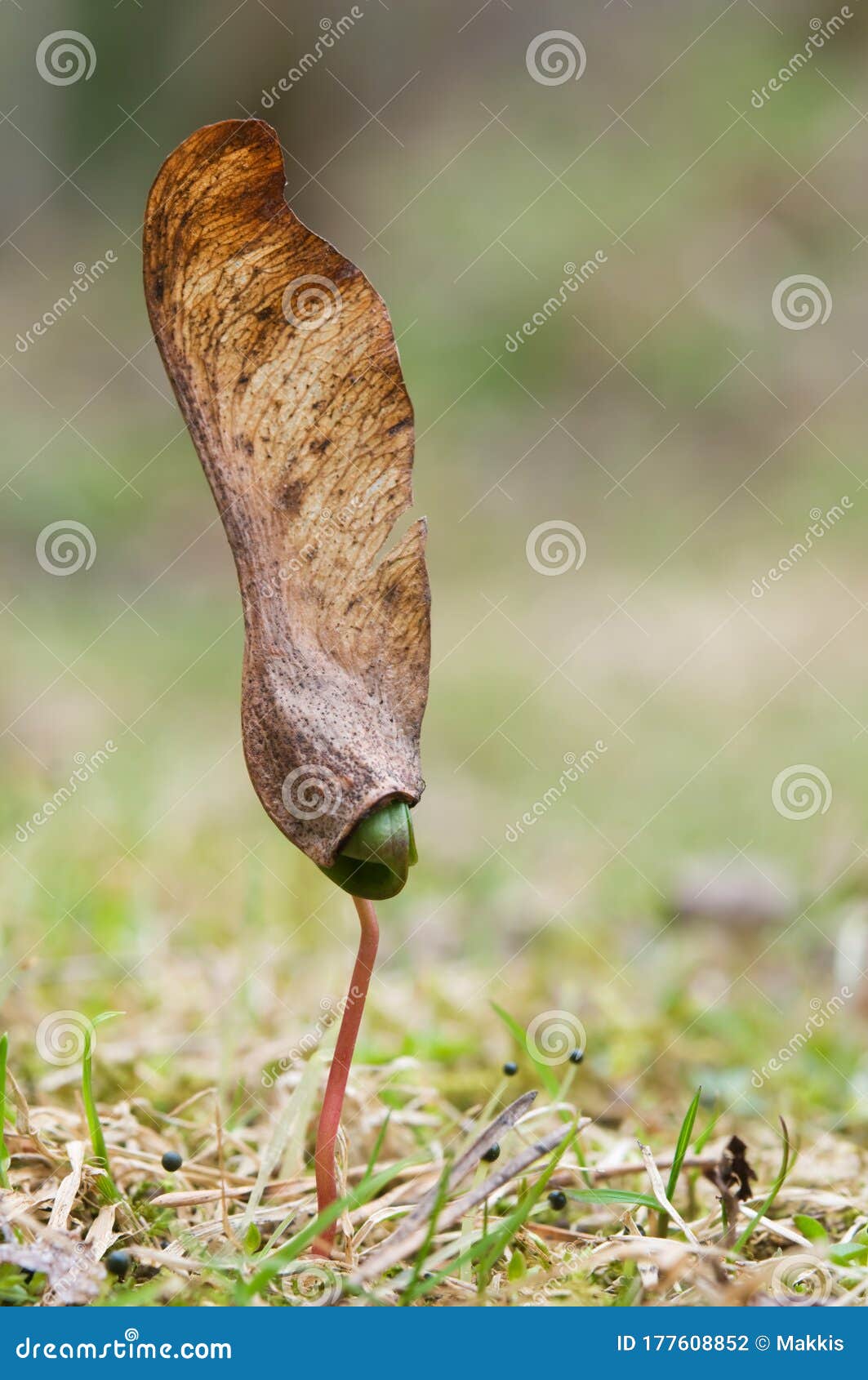 Maple Tree Seedling Emerging from Ground Stock Photo - Image of ...