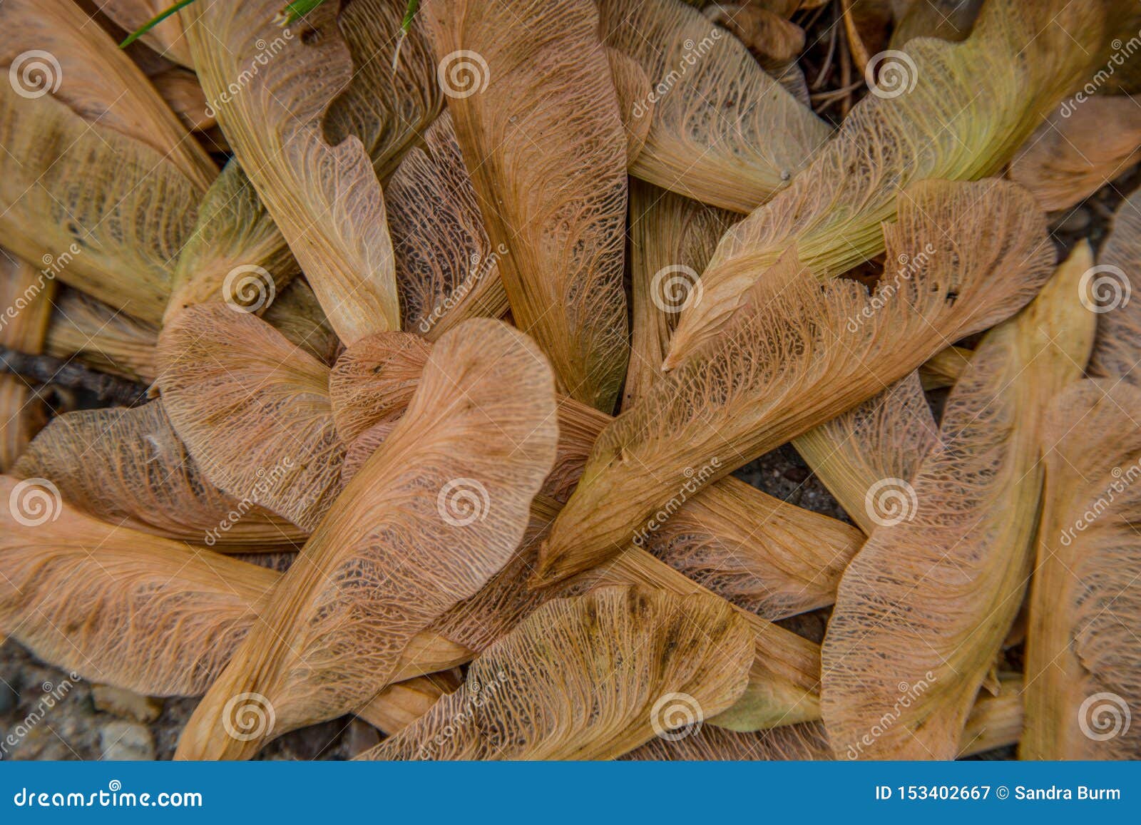 Maple Seedlings on the Ground Stock Image - Image of group, outdoors ...
