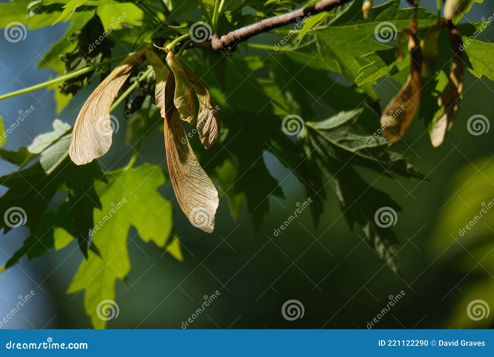 Maple seedlings stock photo. Image of seed, spring, helicopter - 221122290
