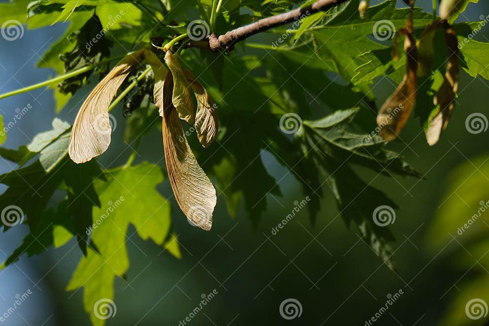 Maple seedlings stock photo. Image of seed, spring, helicopter - 221122290