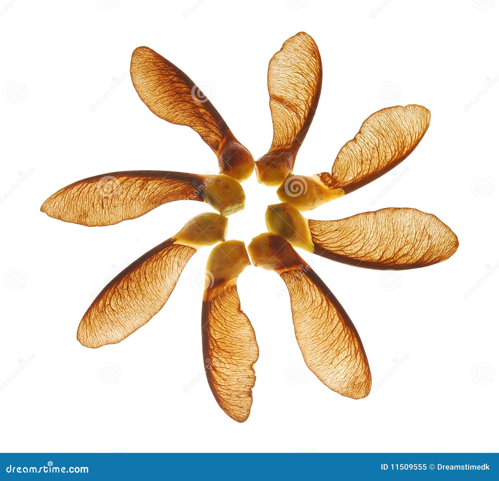 Maple Seeds Picture. Image: 11509555
