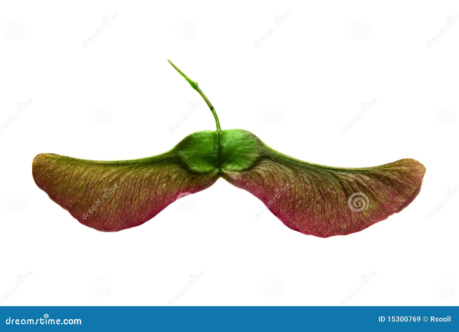 Maple seeds stock image. Image of background, unripe - 15300769