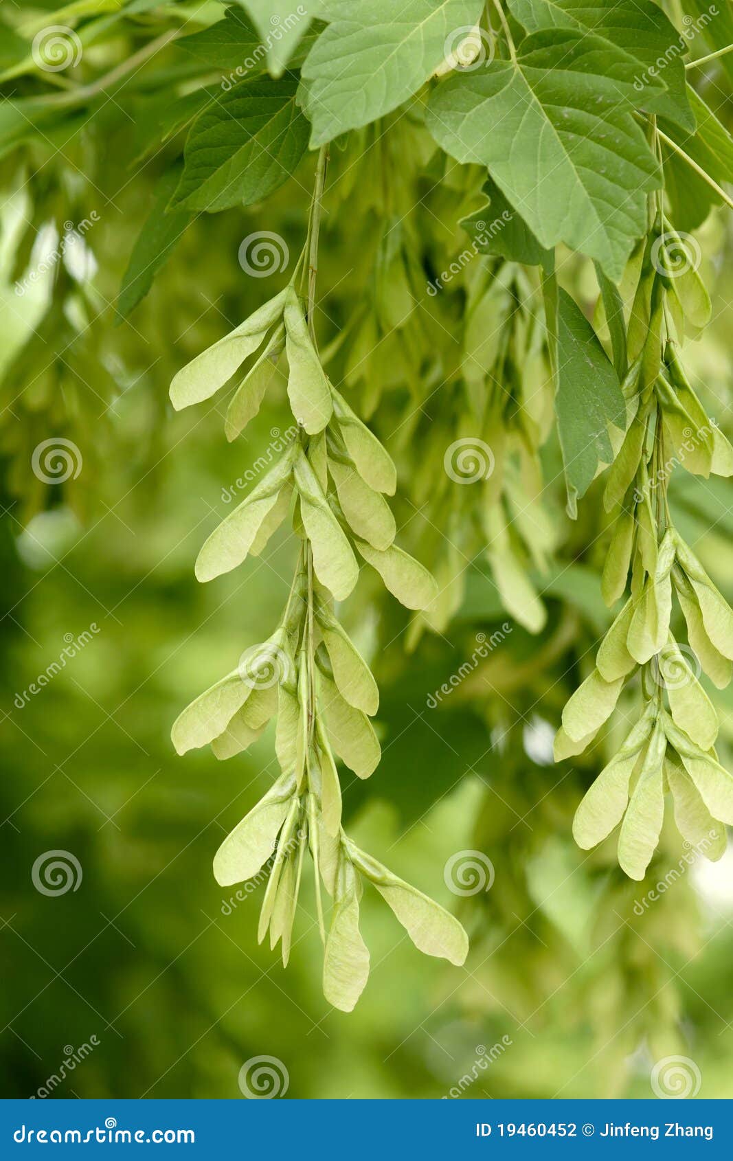 Maple seeds stock photo. Image of leaf, maple, fruit - 19460452