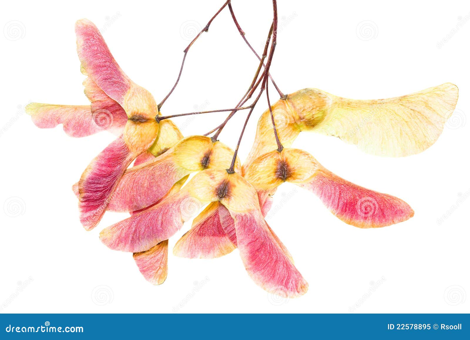 Maple seeds stock image. Image of nature, growth, heap - 22578895
