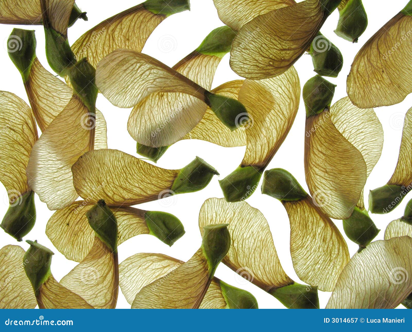 Maple seeds stock image. Image of background, tree, seed - 3014657