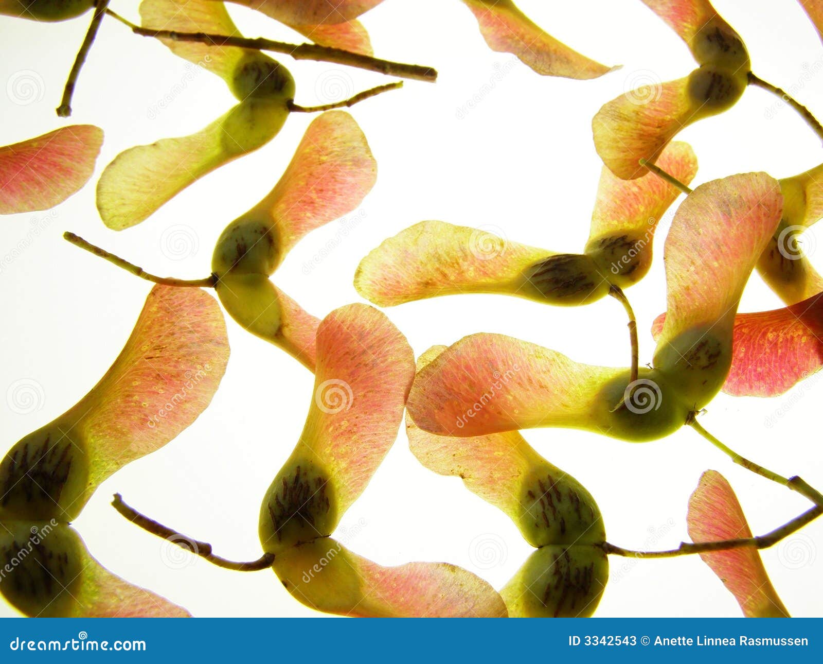 Maple seeds stock image. Image of maple, brown, nature - 3342543