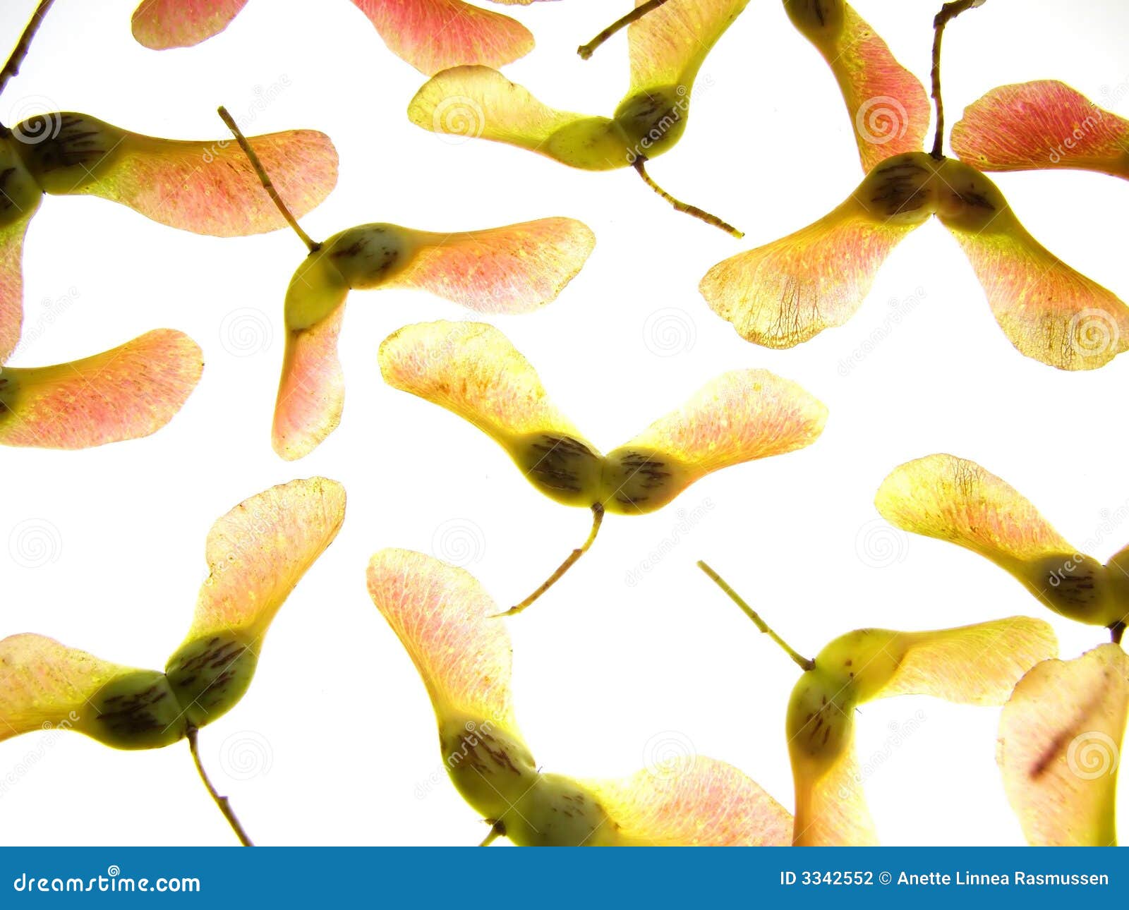 Maple seeds stock photo. Image of graphic, form, sycamore - 3342552