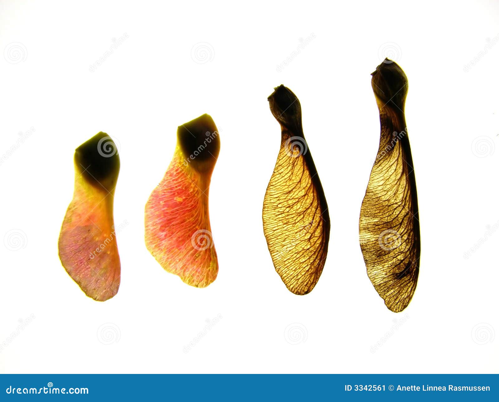 Maple seeds stock image. Image of helicopter, flora, brown - 3342561
