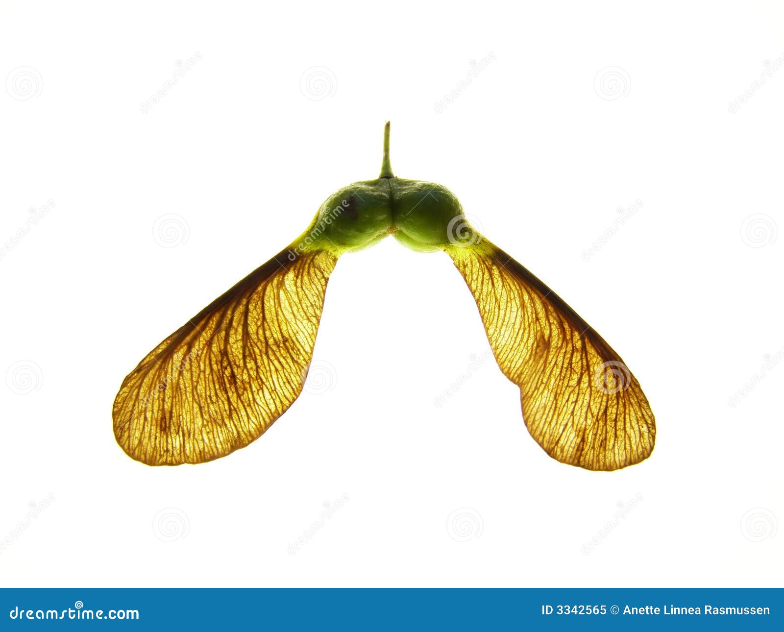 Maple seeds stock image. Image of natural, seasonal, shape - 3342565