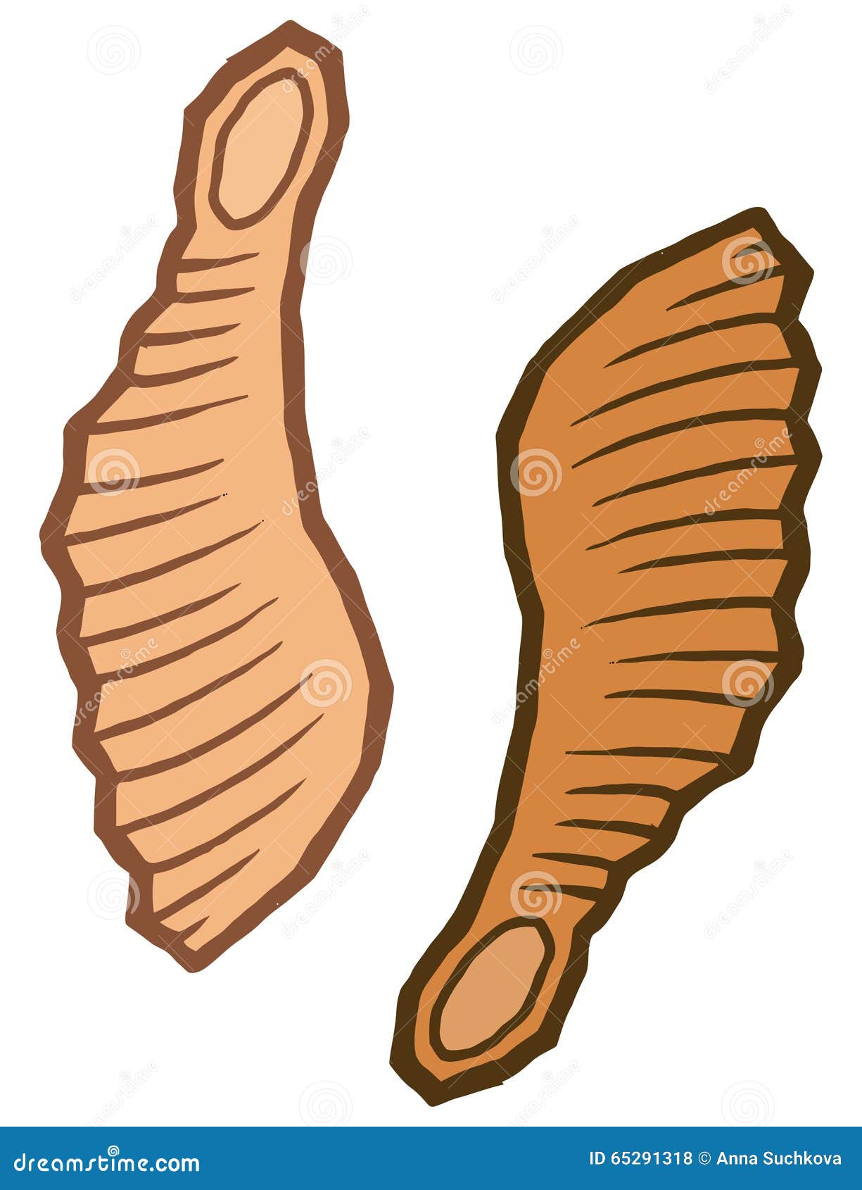 Maple seeds stock vector. Illustration of fall, autumn - 65291318