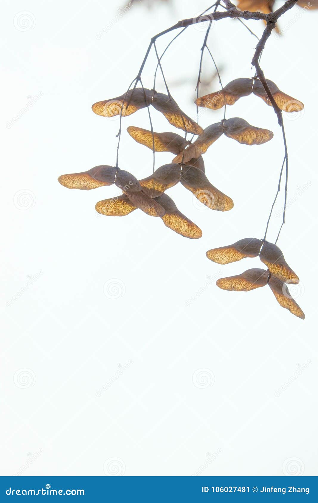 Maple seeds stock image. Image of branch, natural, wing - 106027481