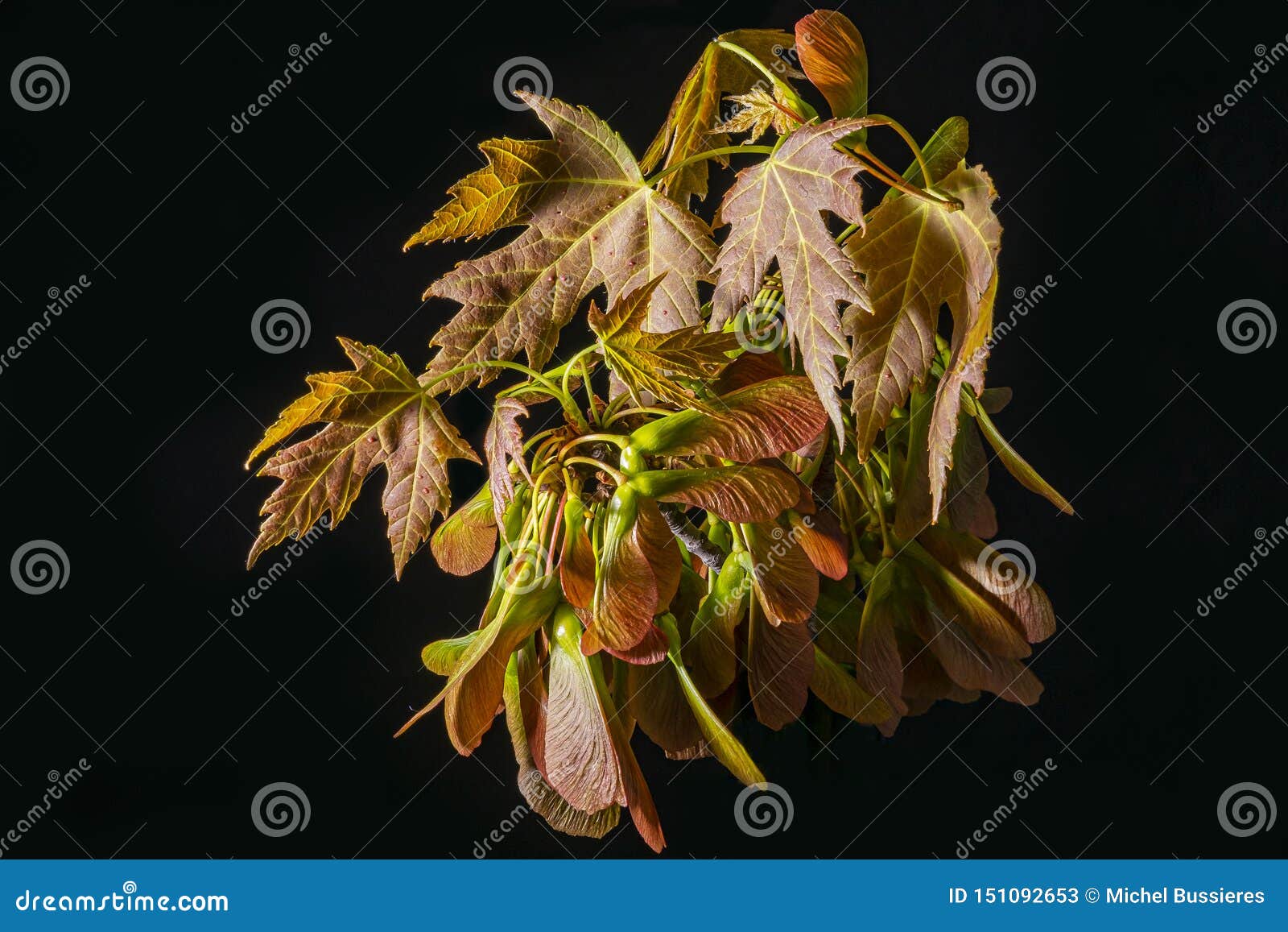 Seed Pods and Maple Trees Leaves Stock Image - Image of beautiful ...