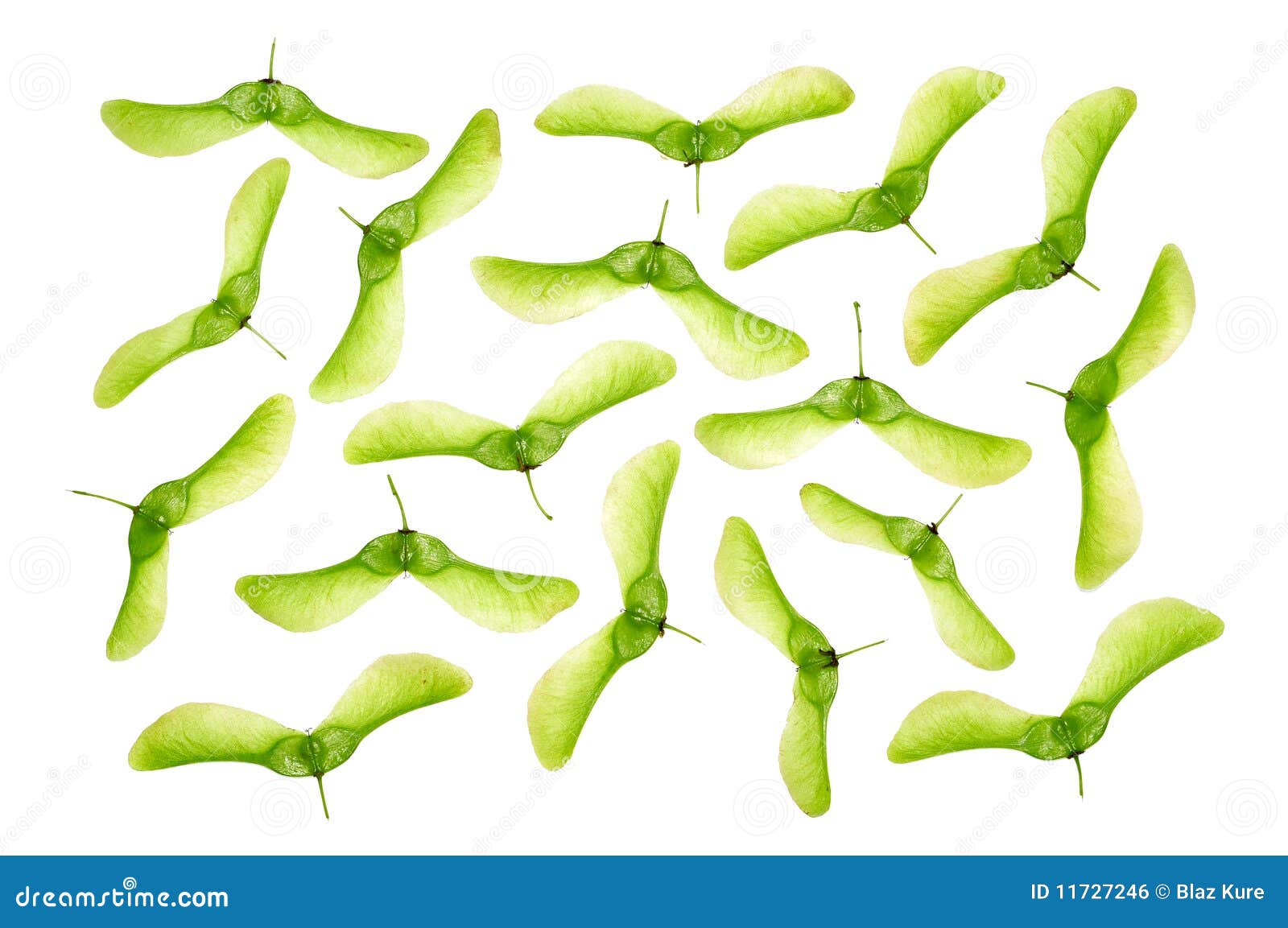 Maple seeds isolated stock photo. Image of close, green - 11727246