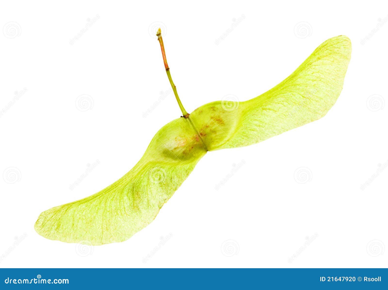 Maple seeds (isolated) stock photo. Image of background - 21647920