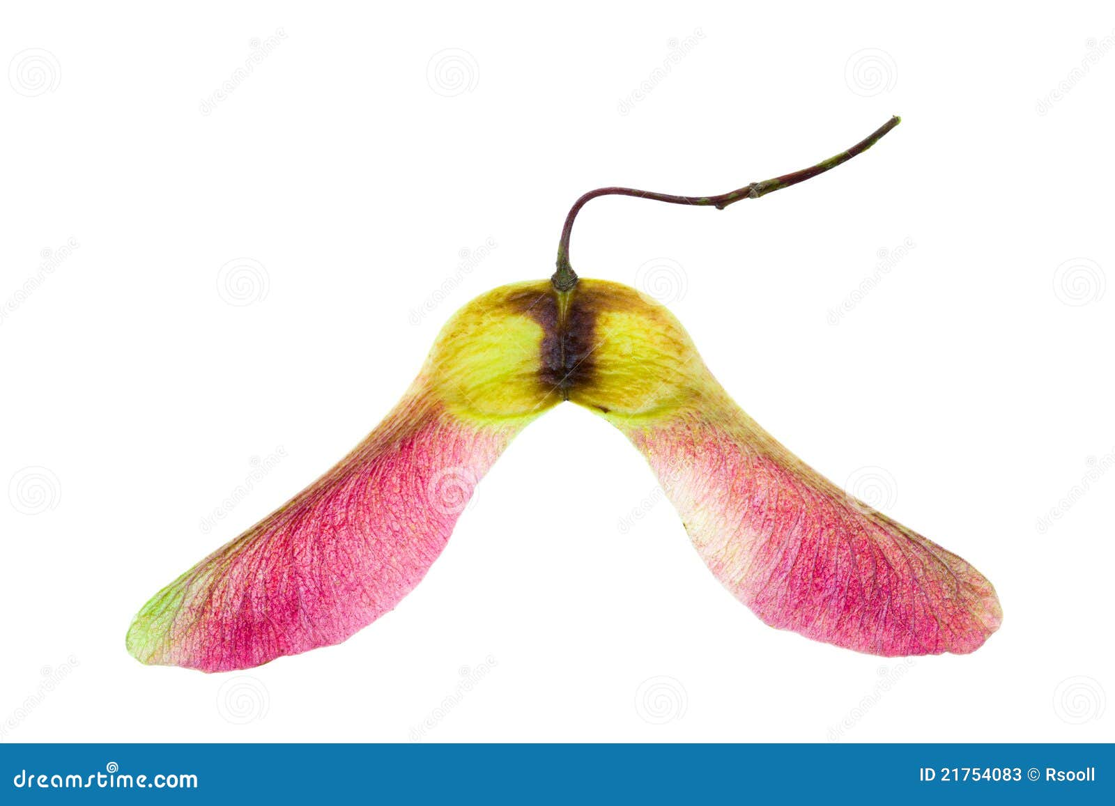 Maple seeds (isolated) stock image. Image of color, leaf - 21754083