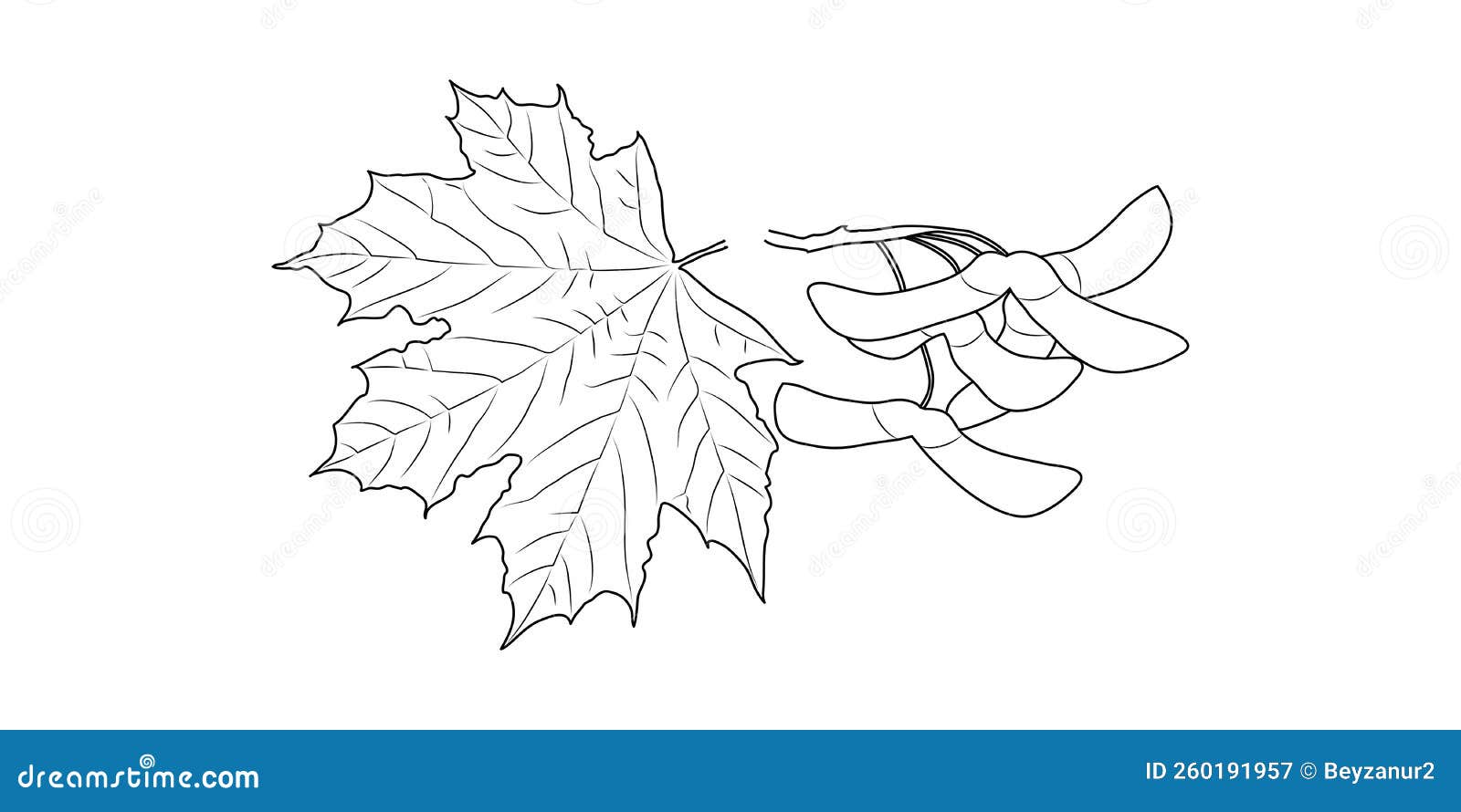 Maple seeds with a leaf stock illustration. Illustration of leaves ...