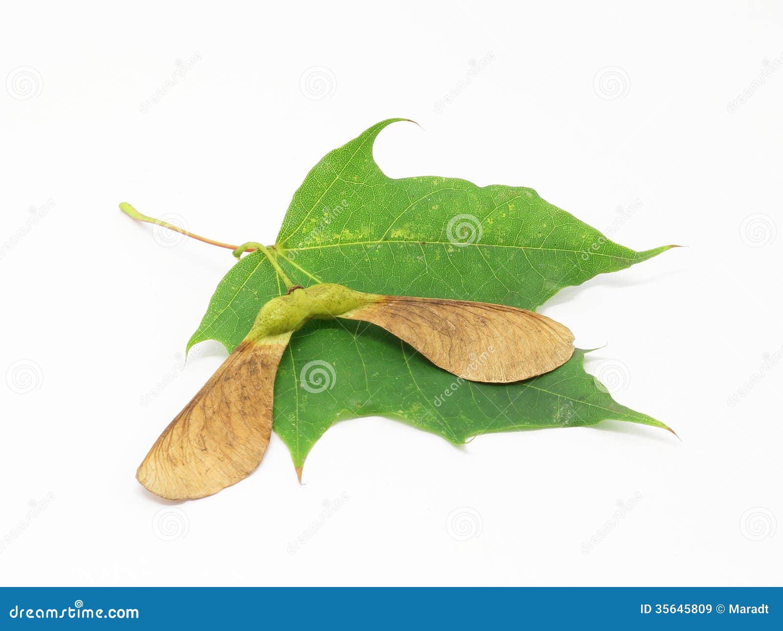 Maple seeds and leaf stock image. Image of leaf, maple - 35645809
