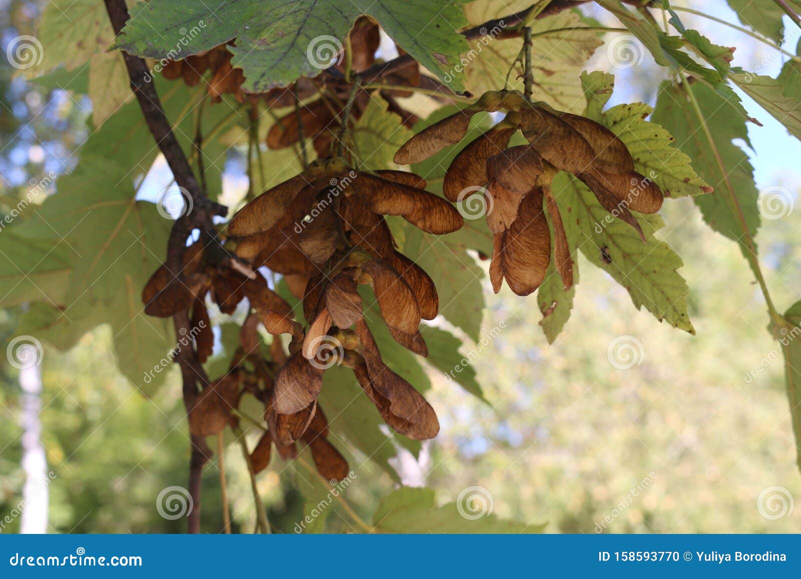 Maple Seeds Ripened on a Tree in the Fall. they Decorate a Tree Stock ...