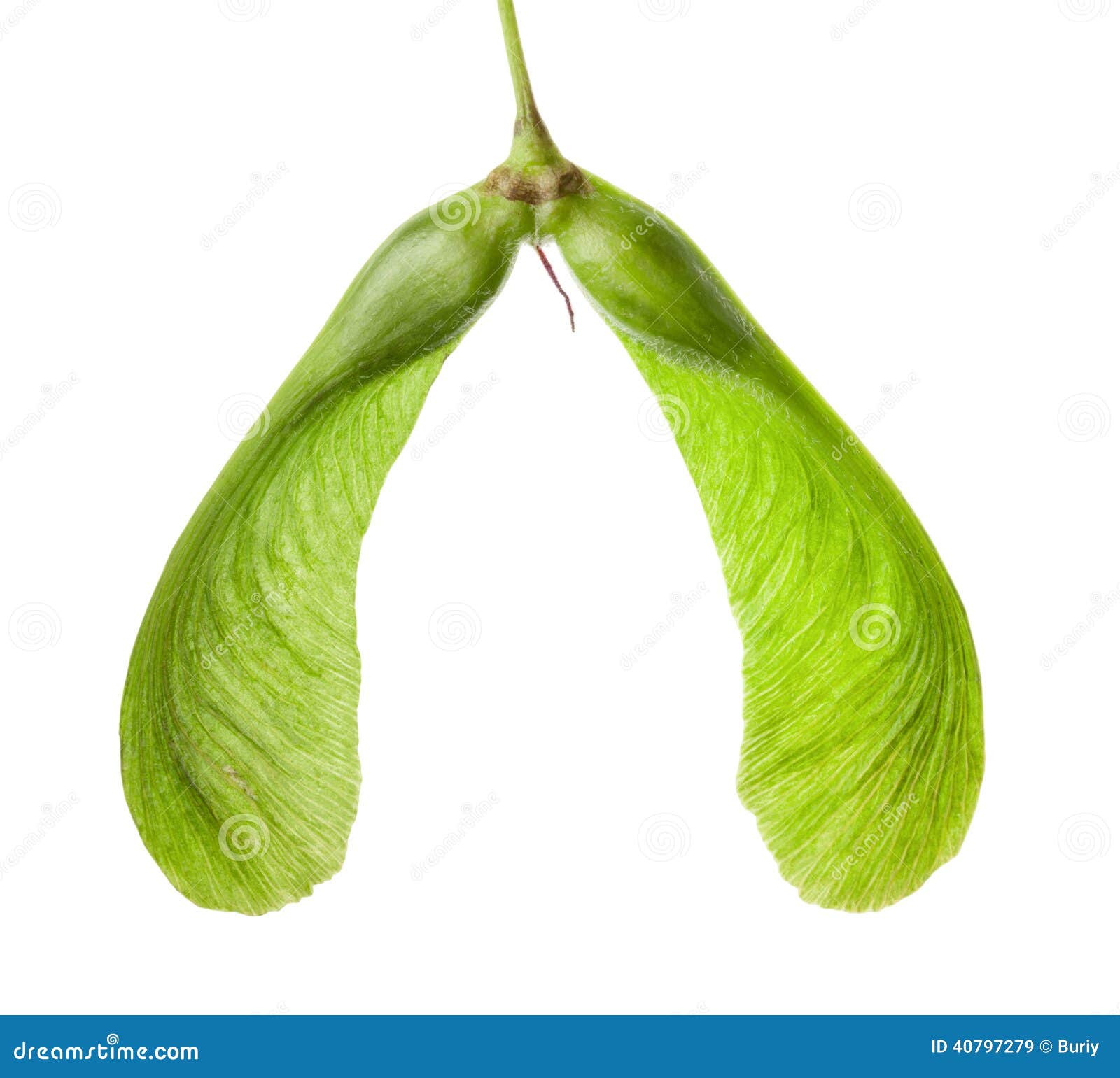 Maple seeds stock image. Image of object, graphic, structure - 40797279