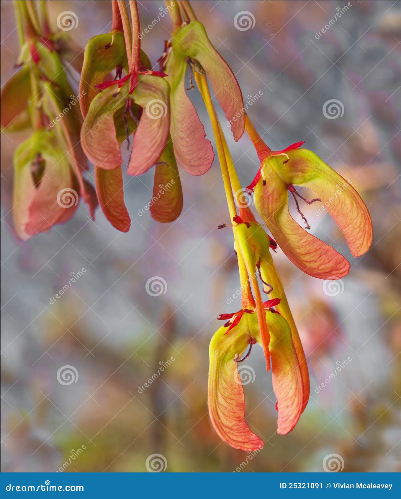 Maple seeds in spring stock image. Image of wing, spring - 25321091