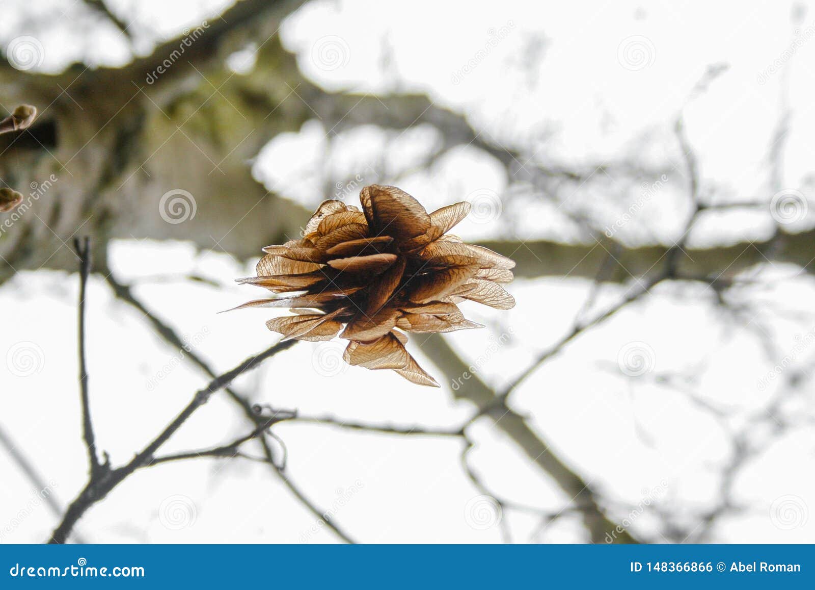 Maple Seeds in the Tree about To Fall, in the Form of a Helicopter ...