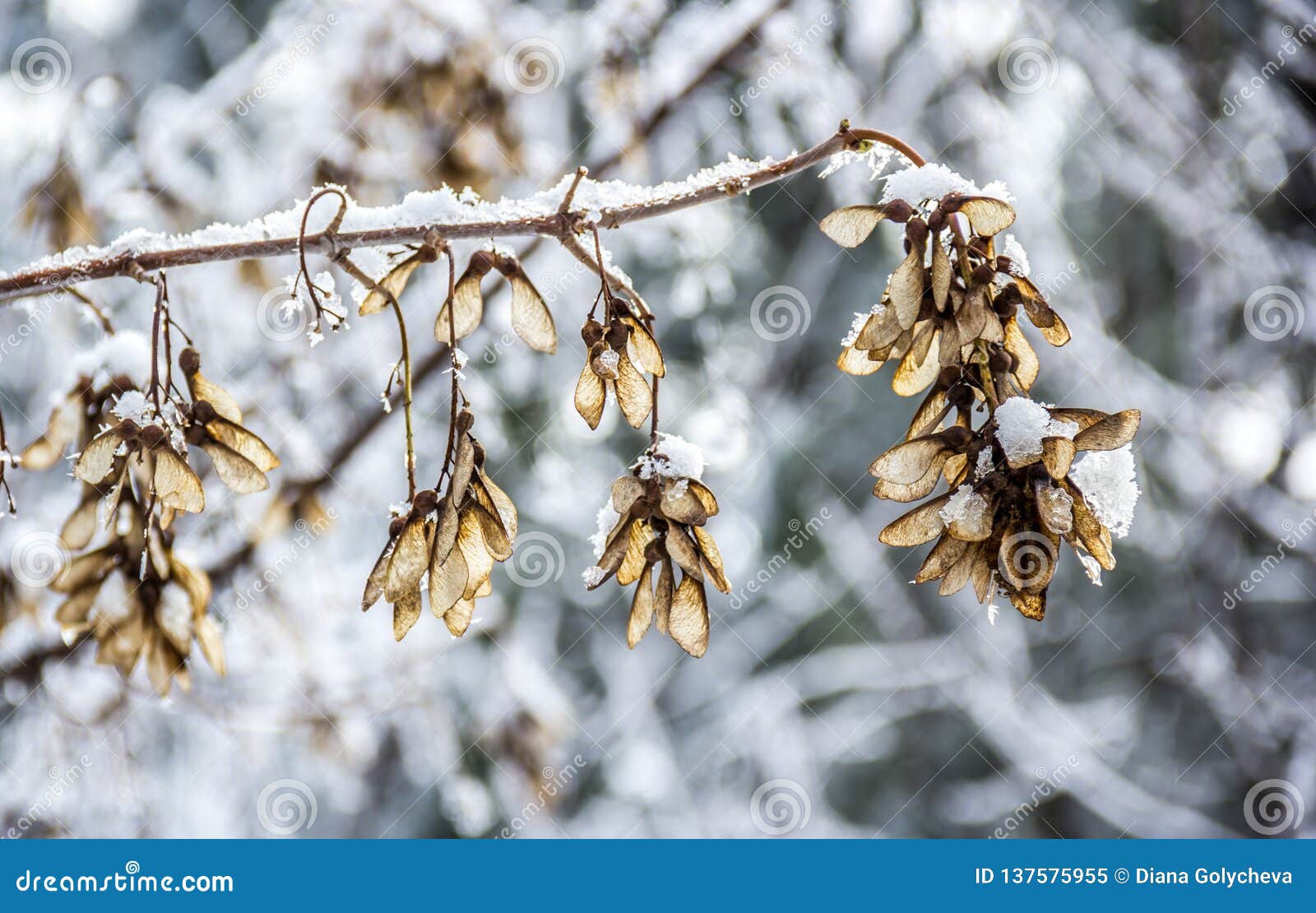 Maple Seeds in Winter. Maple Seeds and Snow Stock Image - Image of ...