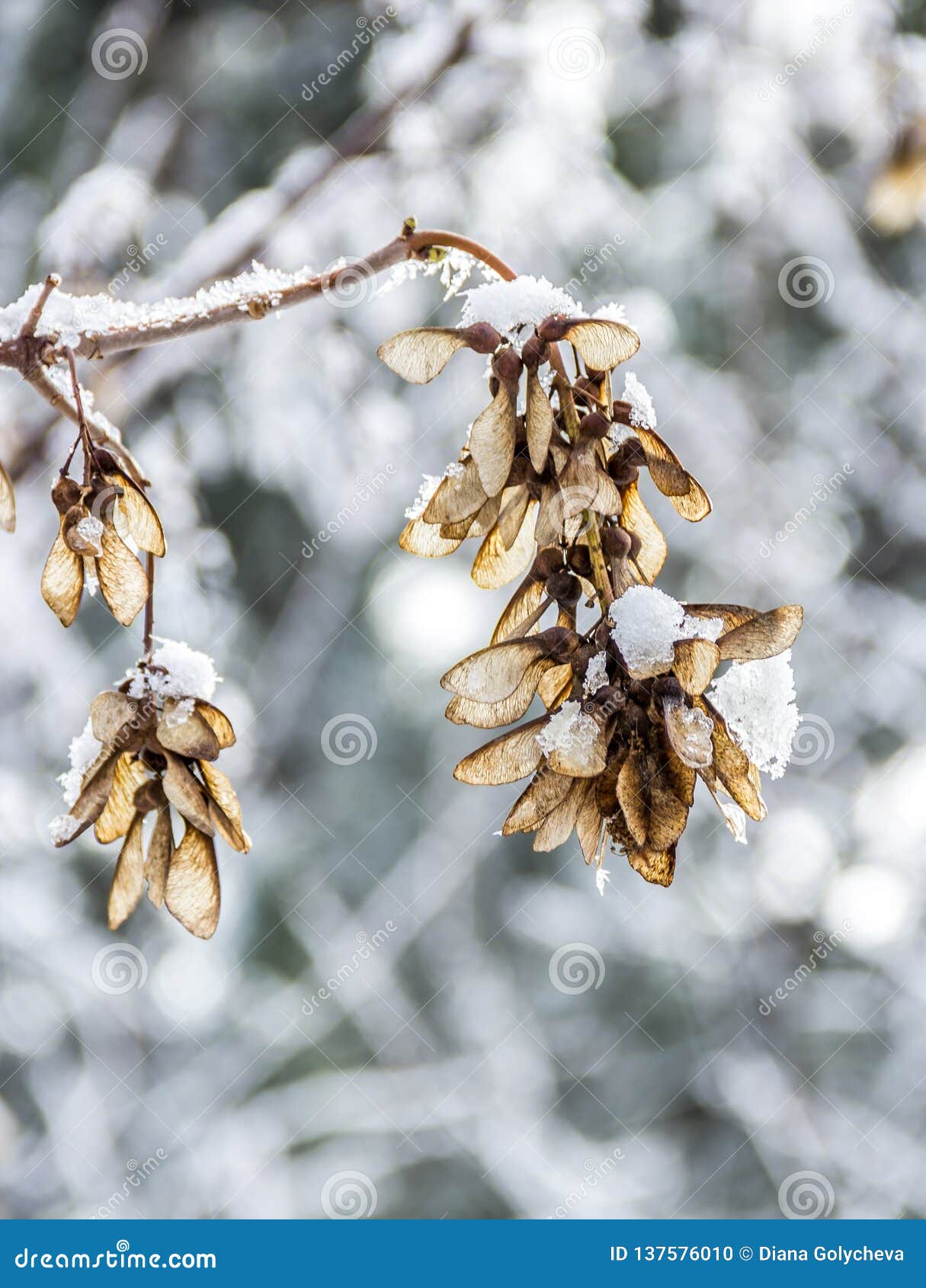 Maple Seeds in Winter. Samaras Fruit of Maple Stock Photo - Image of ...