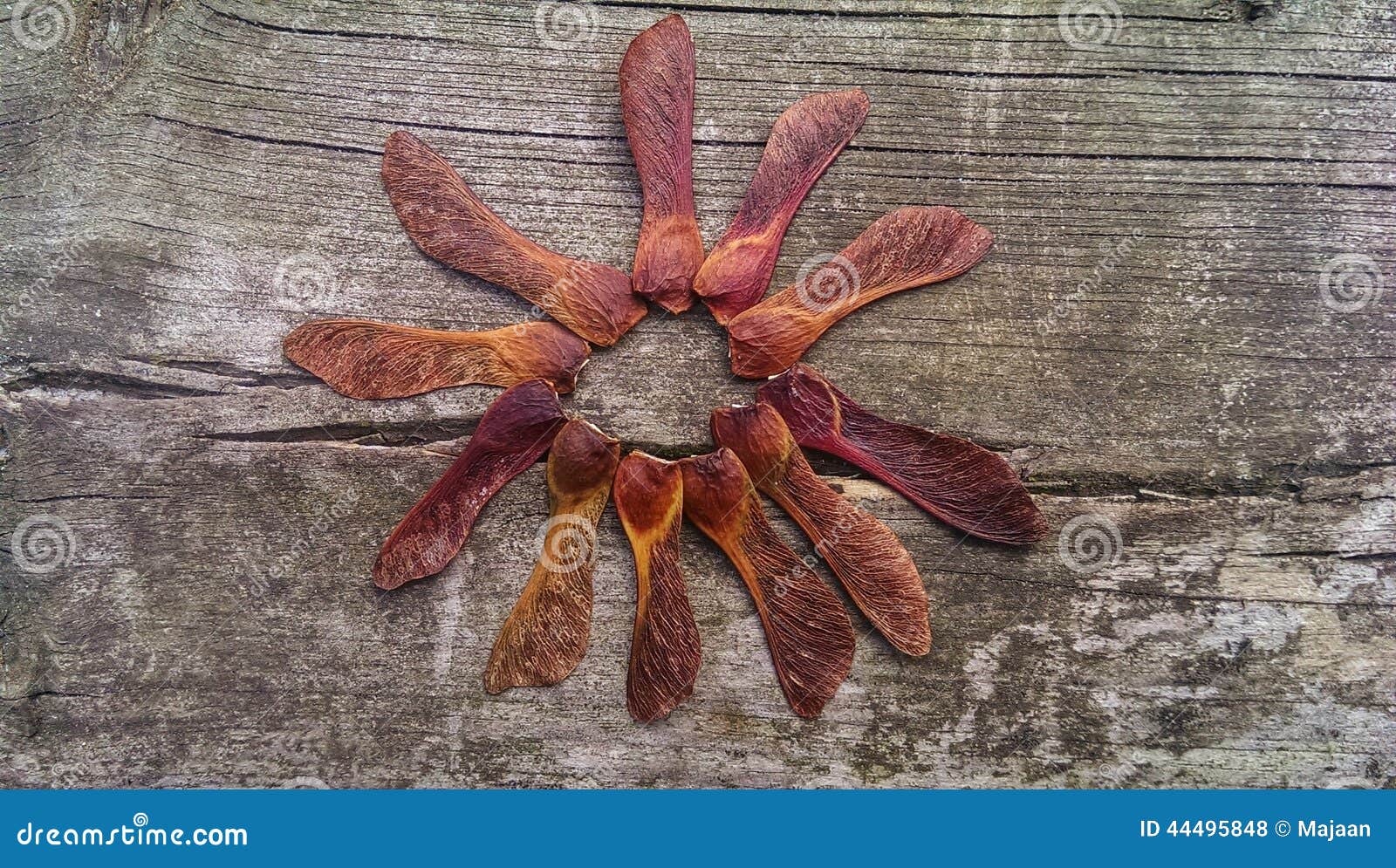 Maple seeds stock photo. Image of autumn, seeds, flora - 44495848