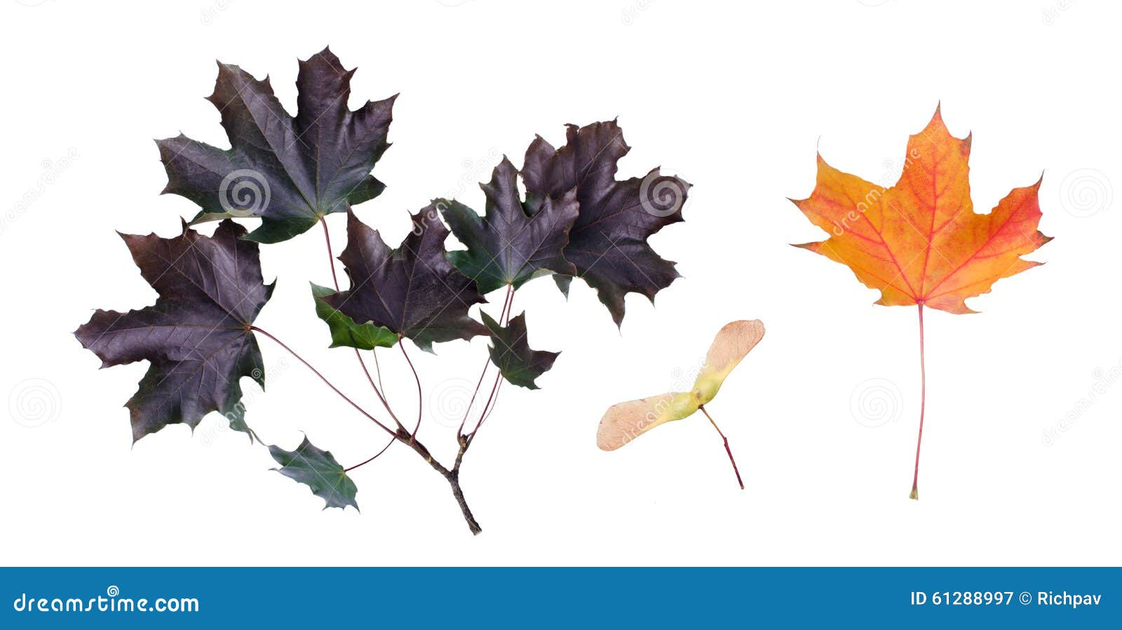 Maple set stock image. Image of leaves, leaf, samara - 61288997