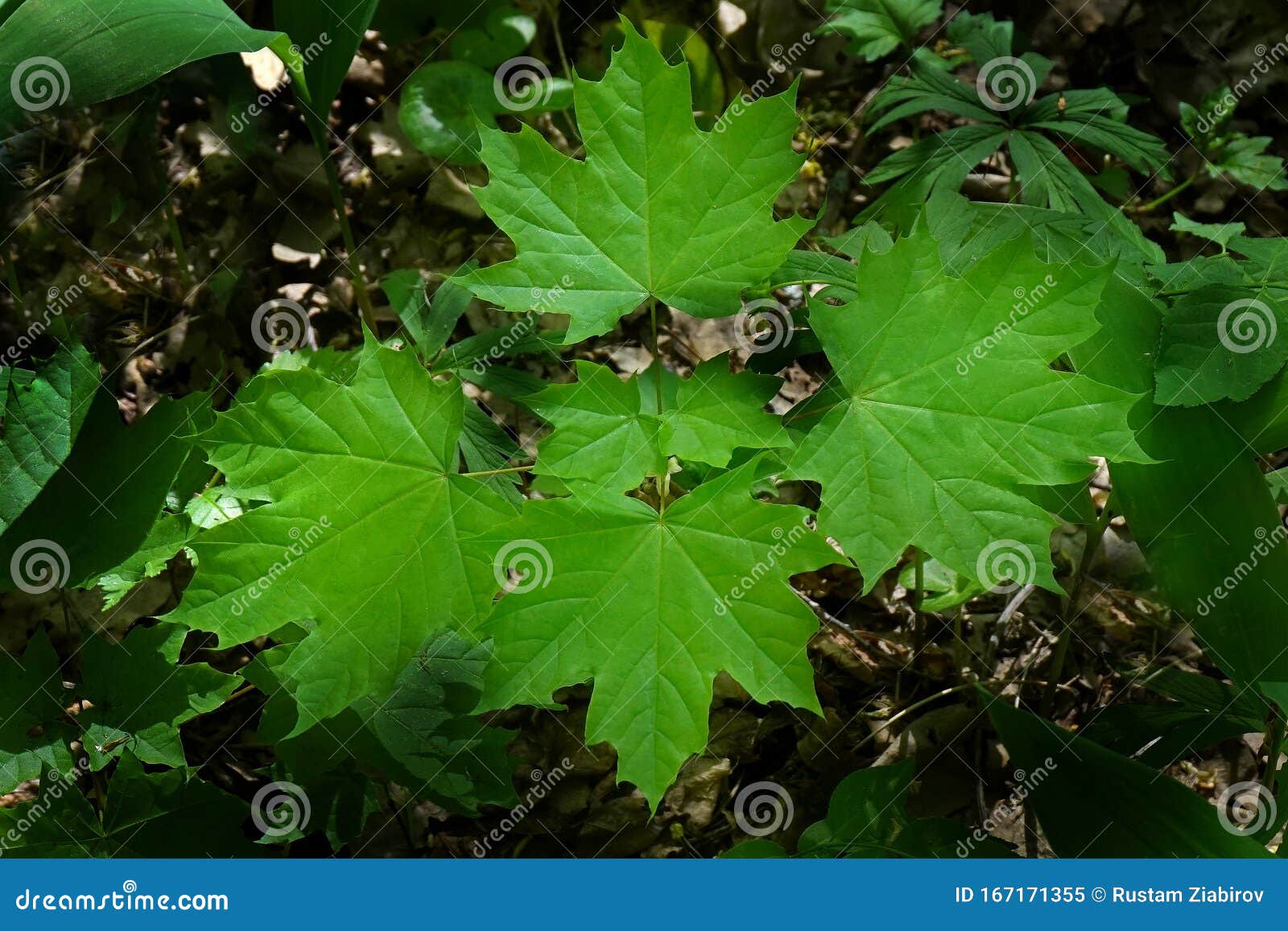 Maple. a Small Tree with Green Leaves Stock Image - Image of beautiful ...