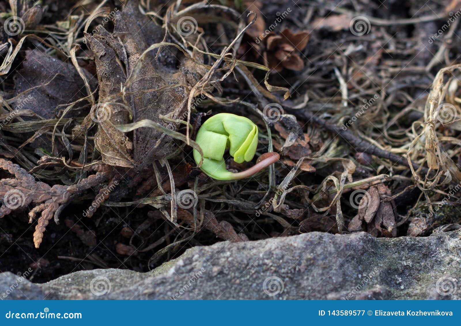 Maple sprout stock image. Image of maple, spring, tender - 143589577
