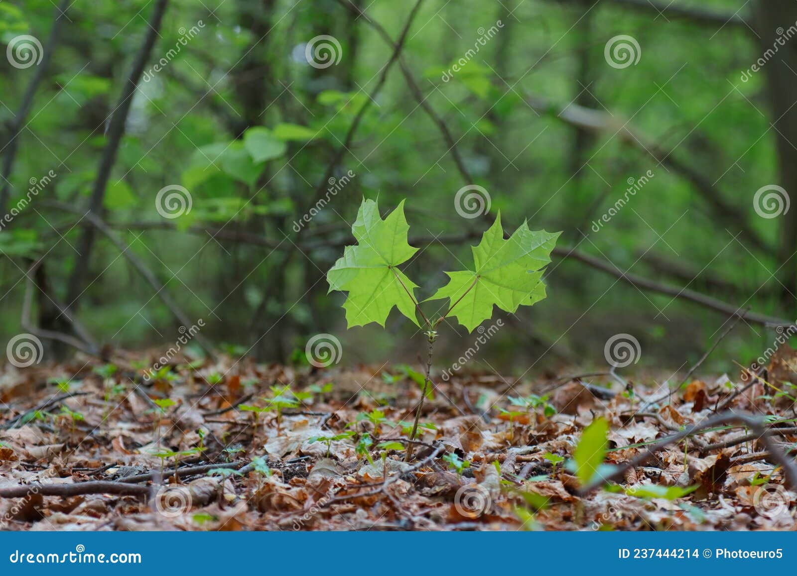 Maple Sprout Grows in the Forest Stock Photo - Image of object, sprout ...