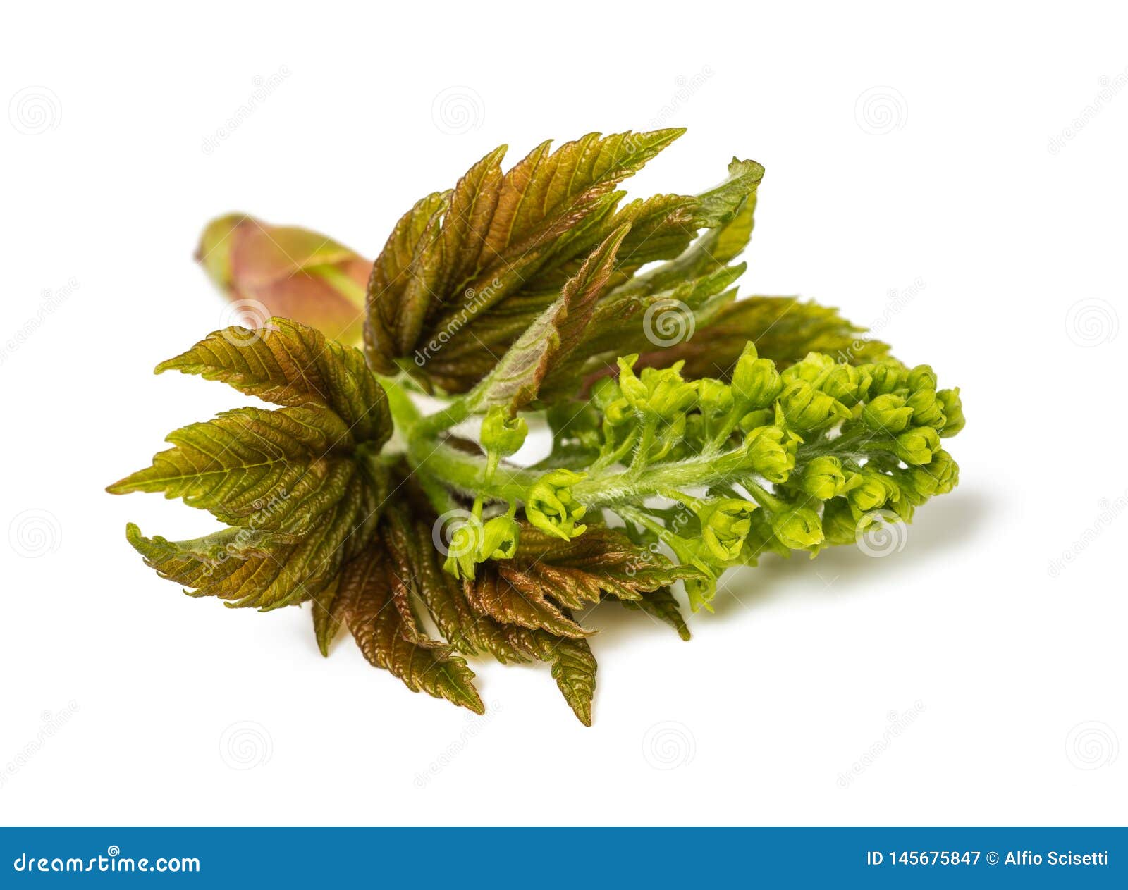 Maple sprout stock image. Image of plant, leaves, flowering - 145675847
