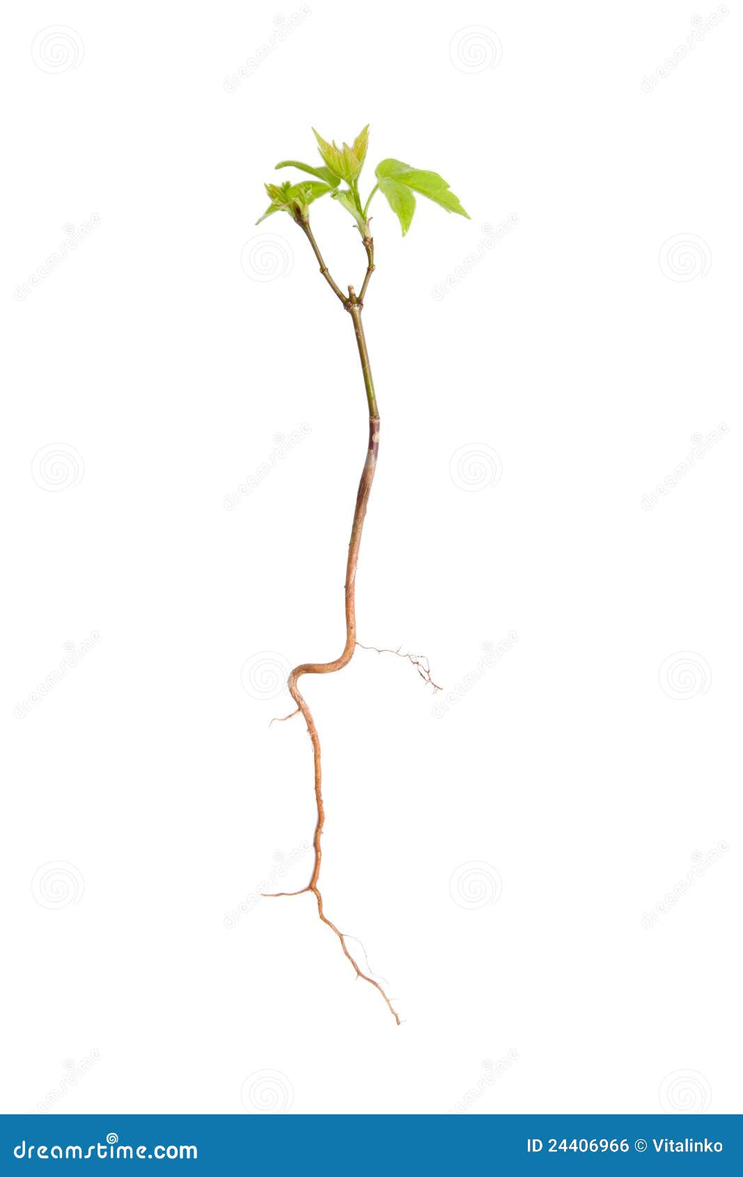 Maple sprout from the root stock photo. Image of isolated - 24406966