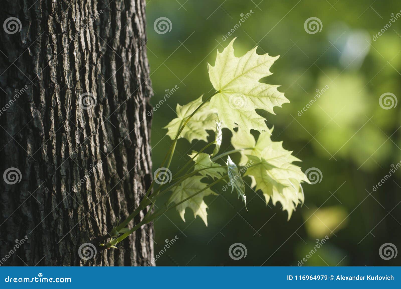 Maple sprout stock image. Image of lush, colors, springtime - 116964979