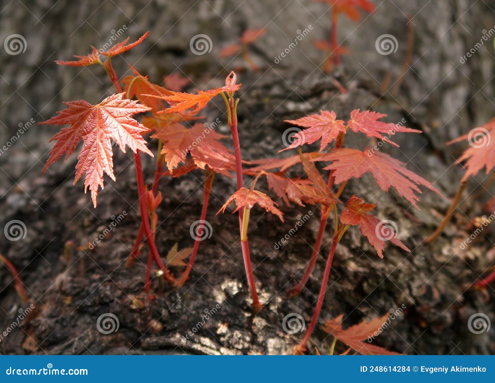 Maple sprouts on a tree stock photo. Image of maple - 248614284