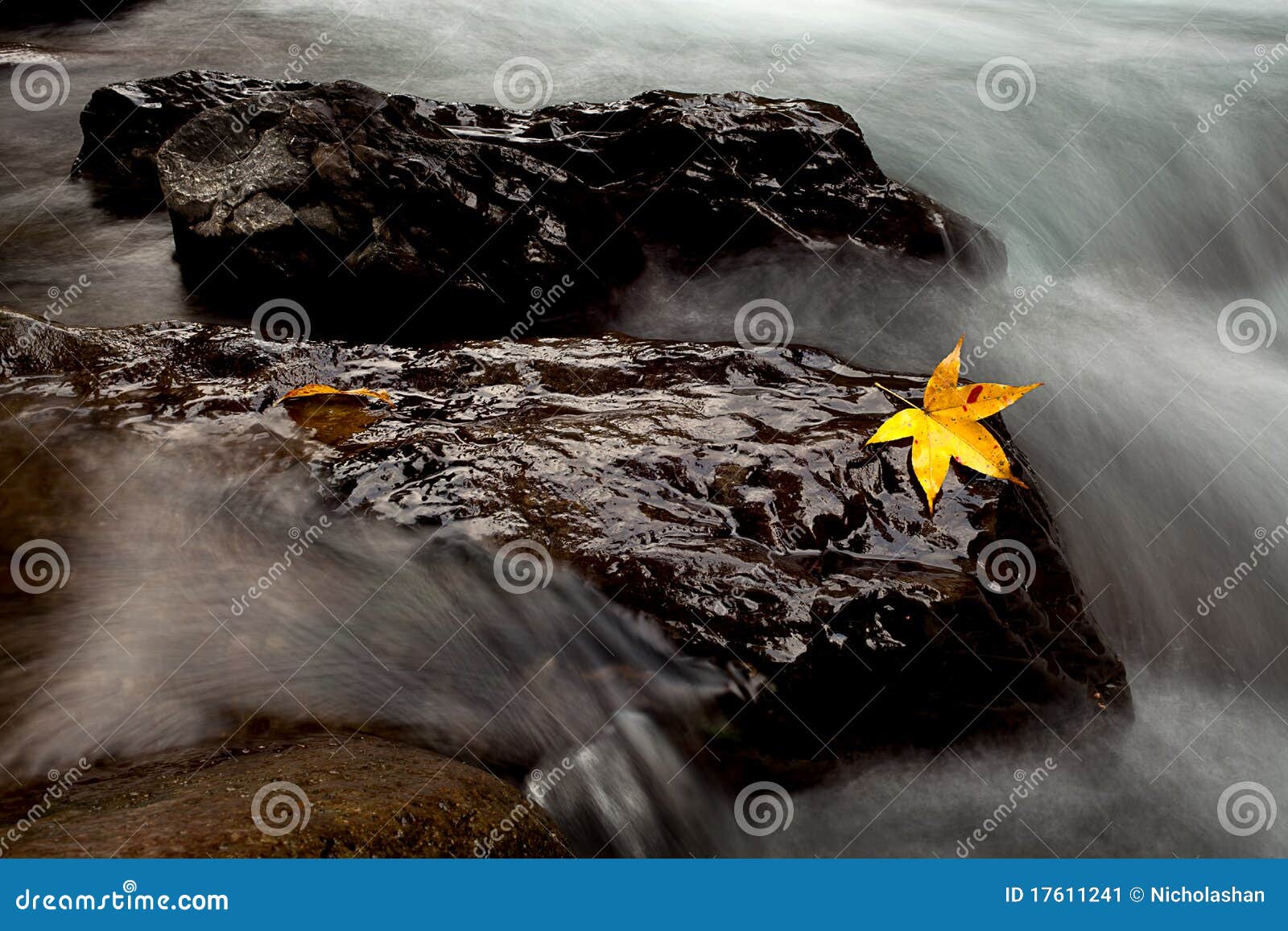 Maple on the Stone with River Trace Color Stock Image - Image of pond ...