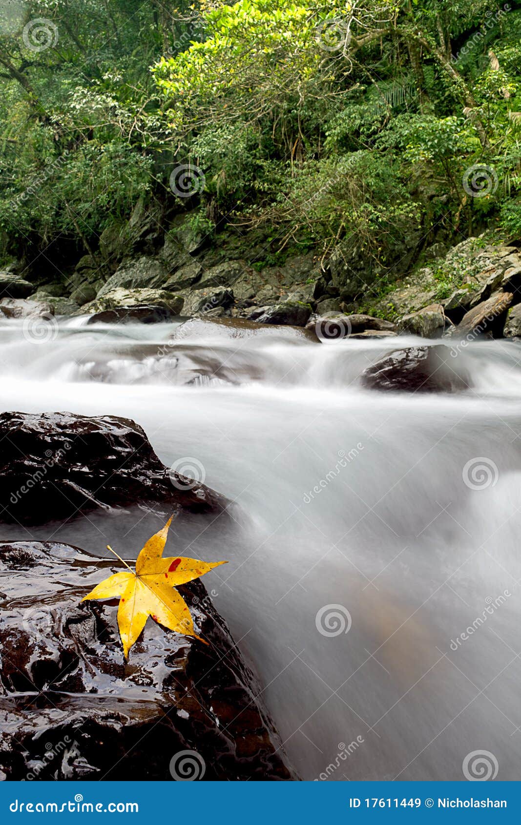 Maple on the Stone with River Trace Color Stock Image - Image of pine ...