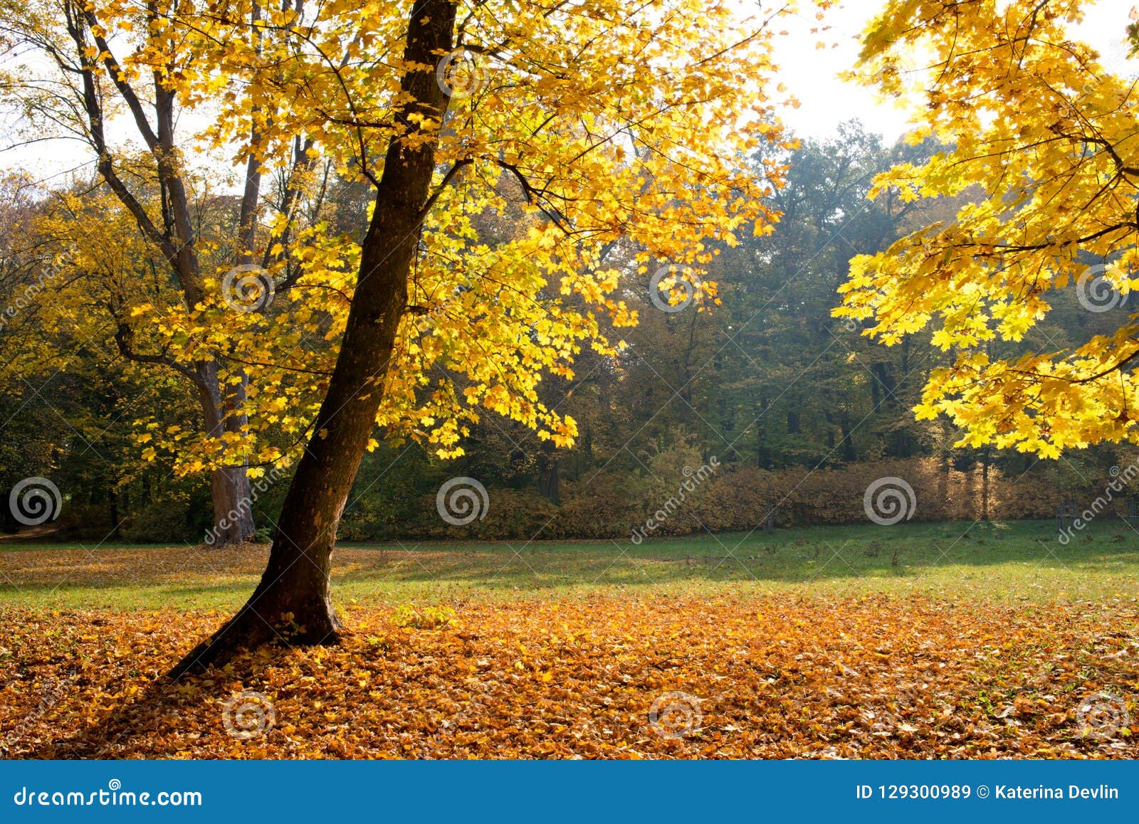 Maple strees in the park stock image. Image of park - 129300989