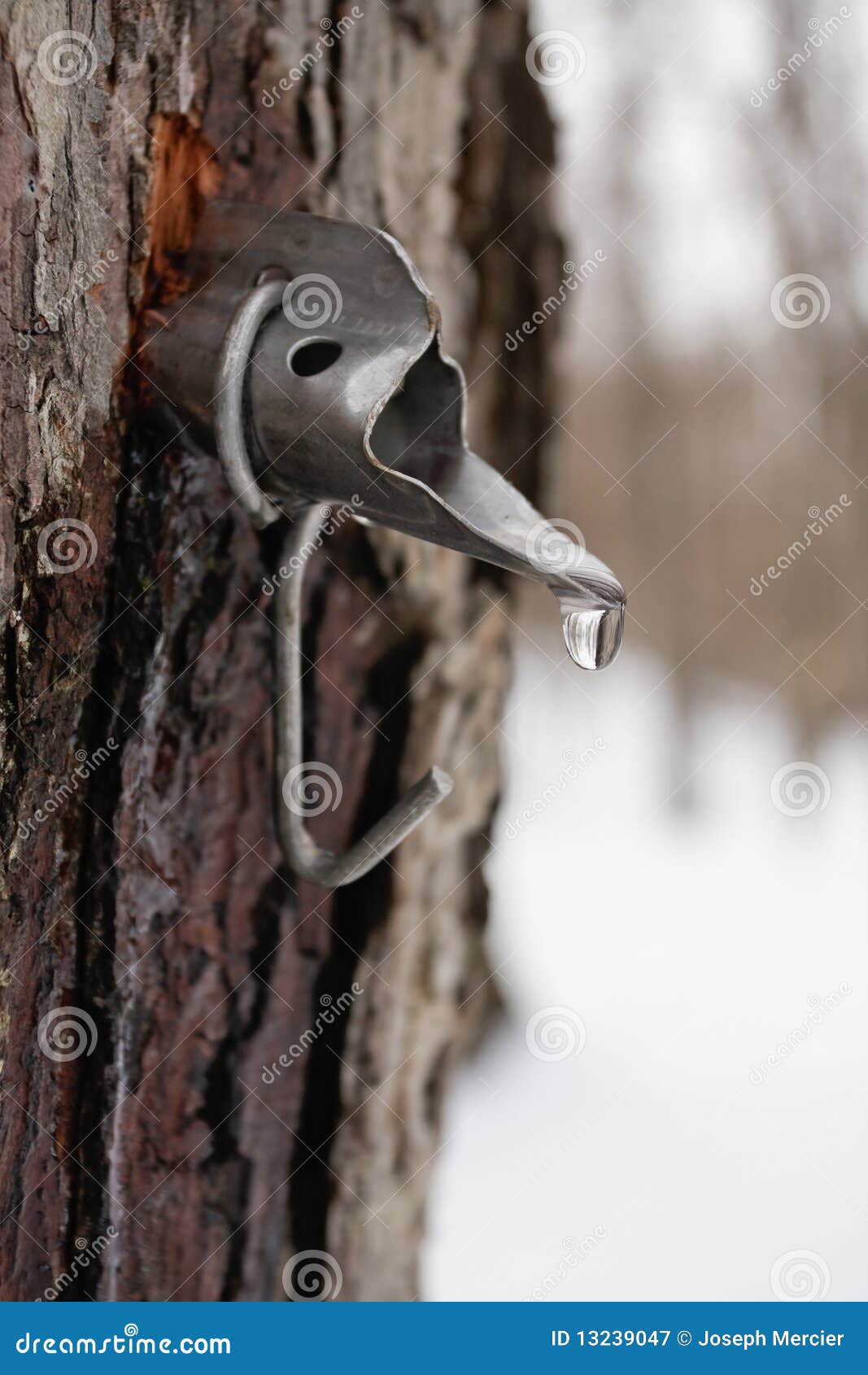 Maple Sugar Tap in Tree stock image. Image of forest - 13239047