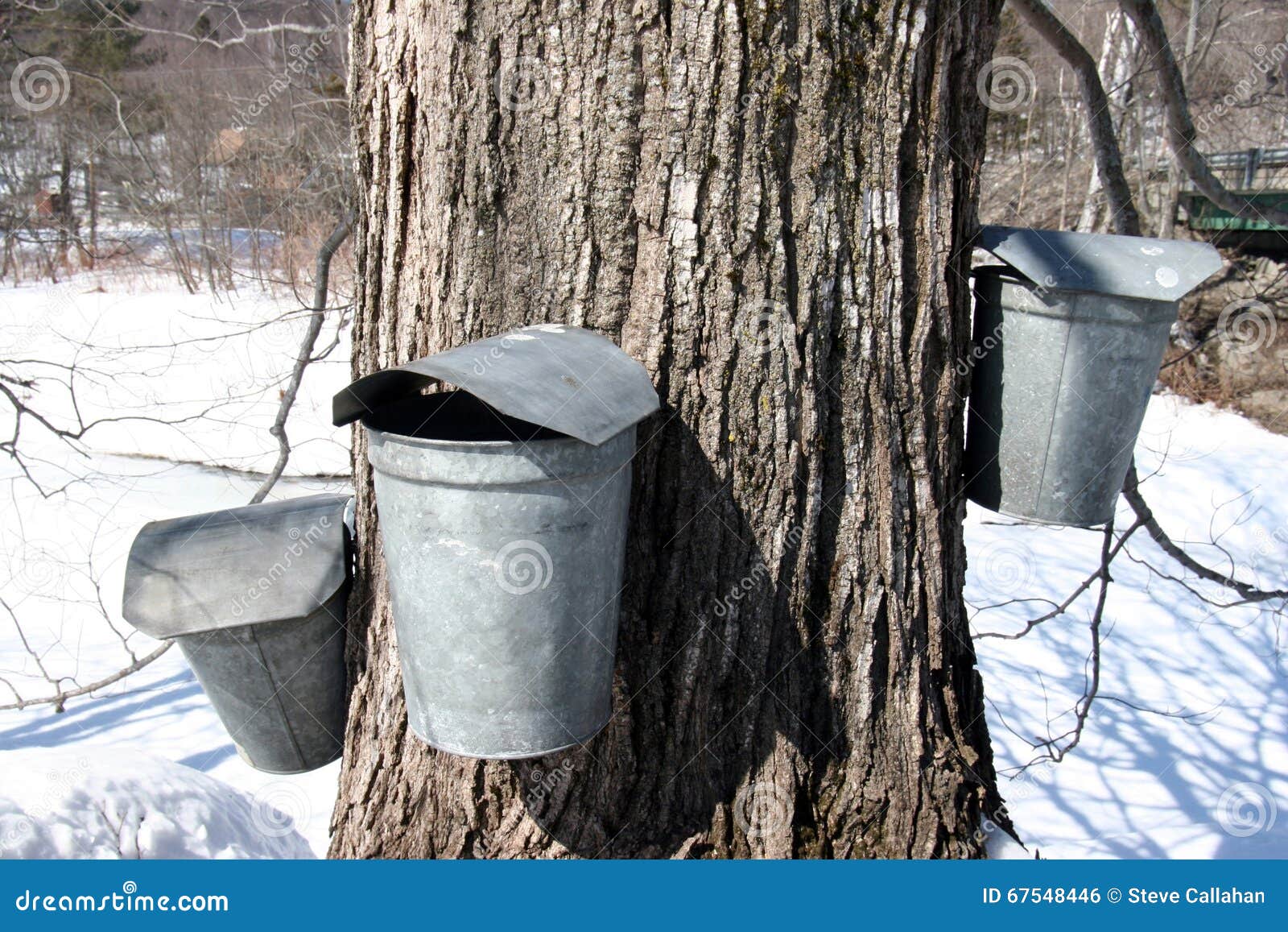 Maple Sugar Tree and Three Collection Buckets in Spring Snow Stock ...