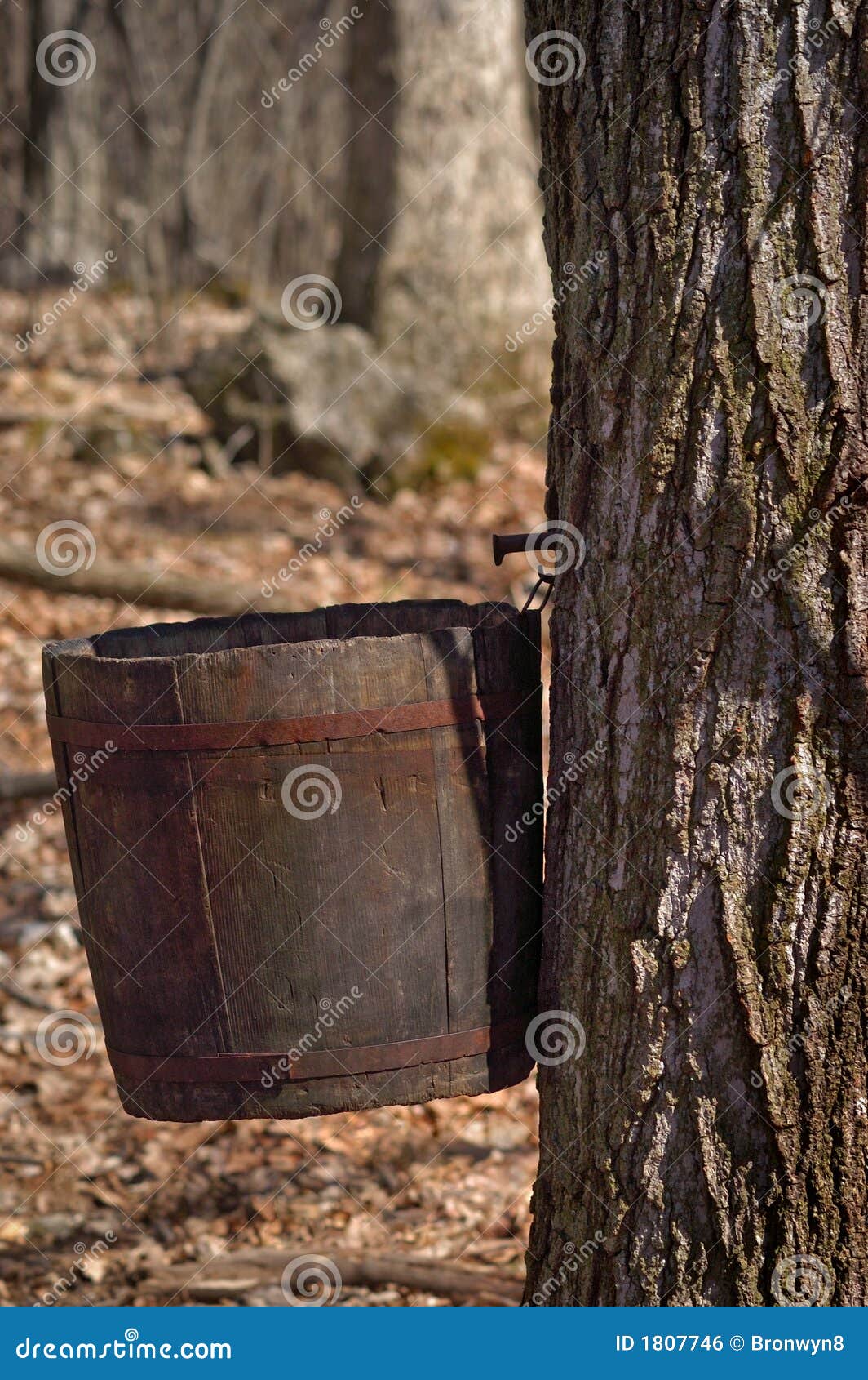 Maple Sugaring stock photo. Image of antique, nostalgia - 1807746