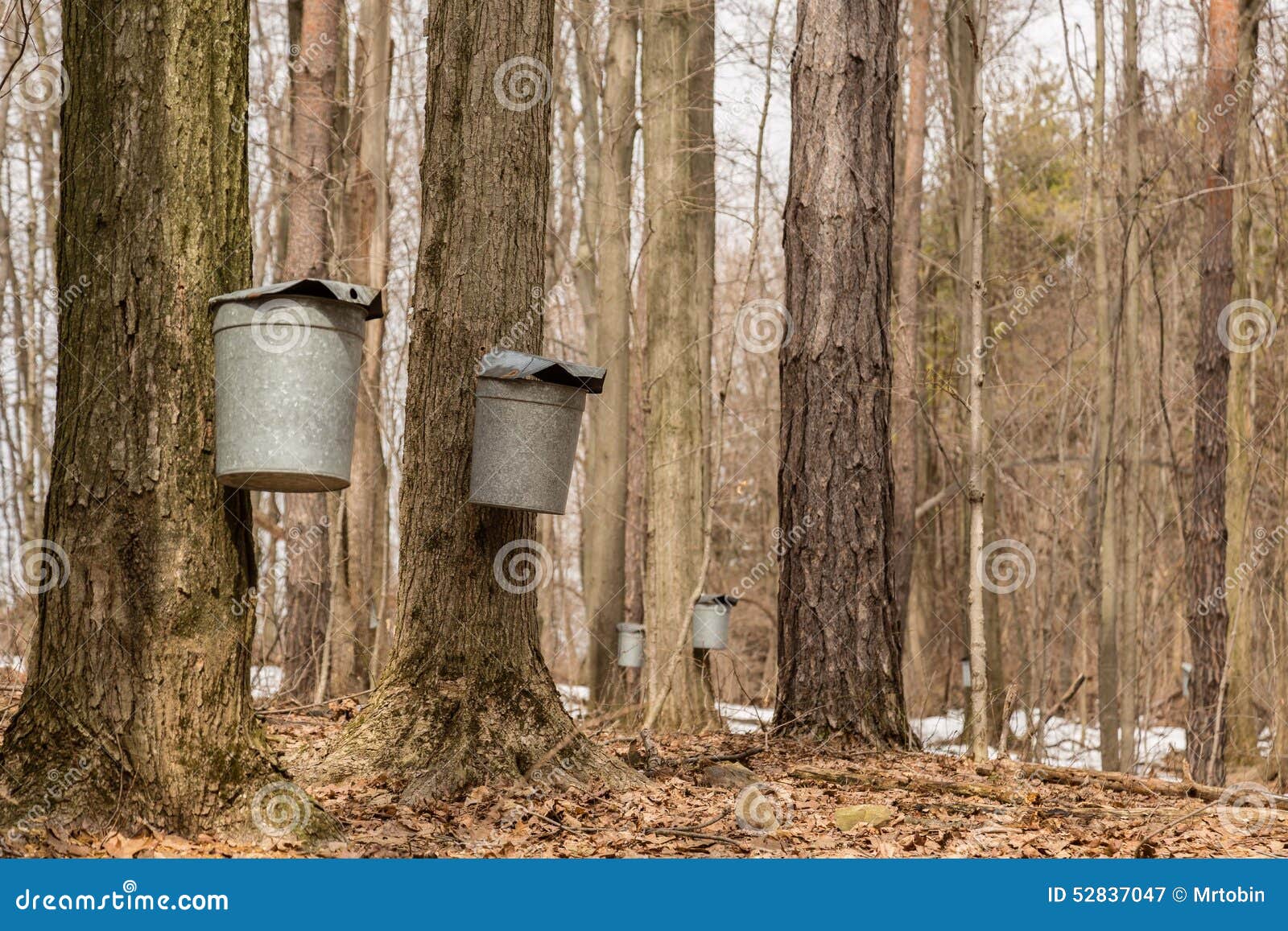 Maple sugaring. stock image. Image of forest, sugaring - 52837047