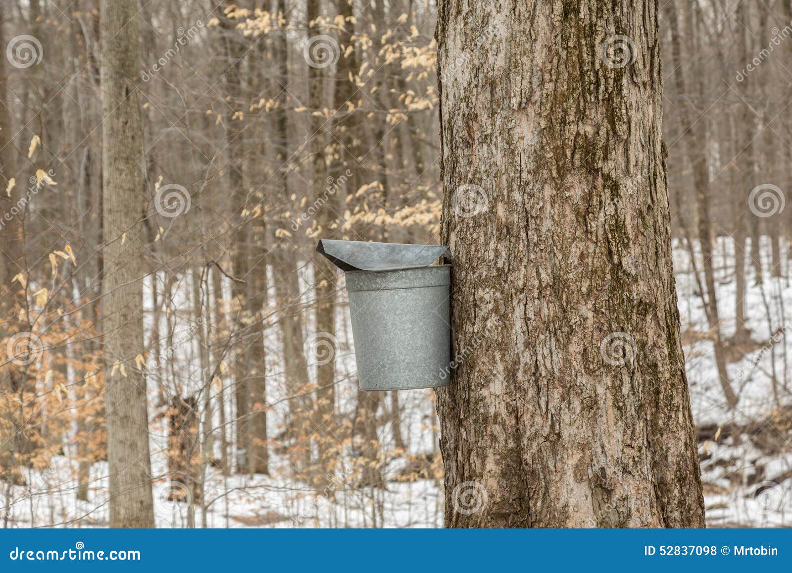 Maple sugaring. stock photo. Image of seasonal, sugar - 52837098