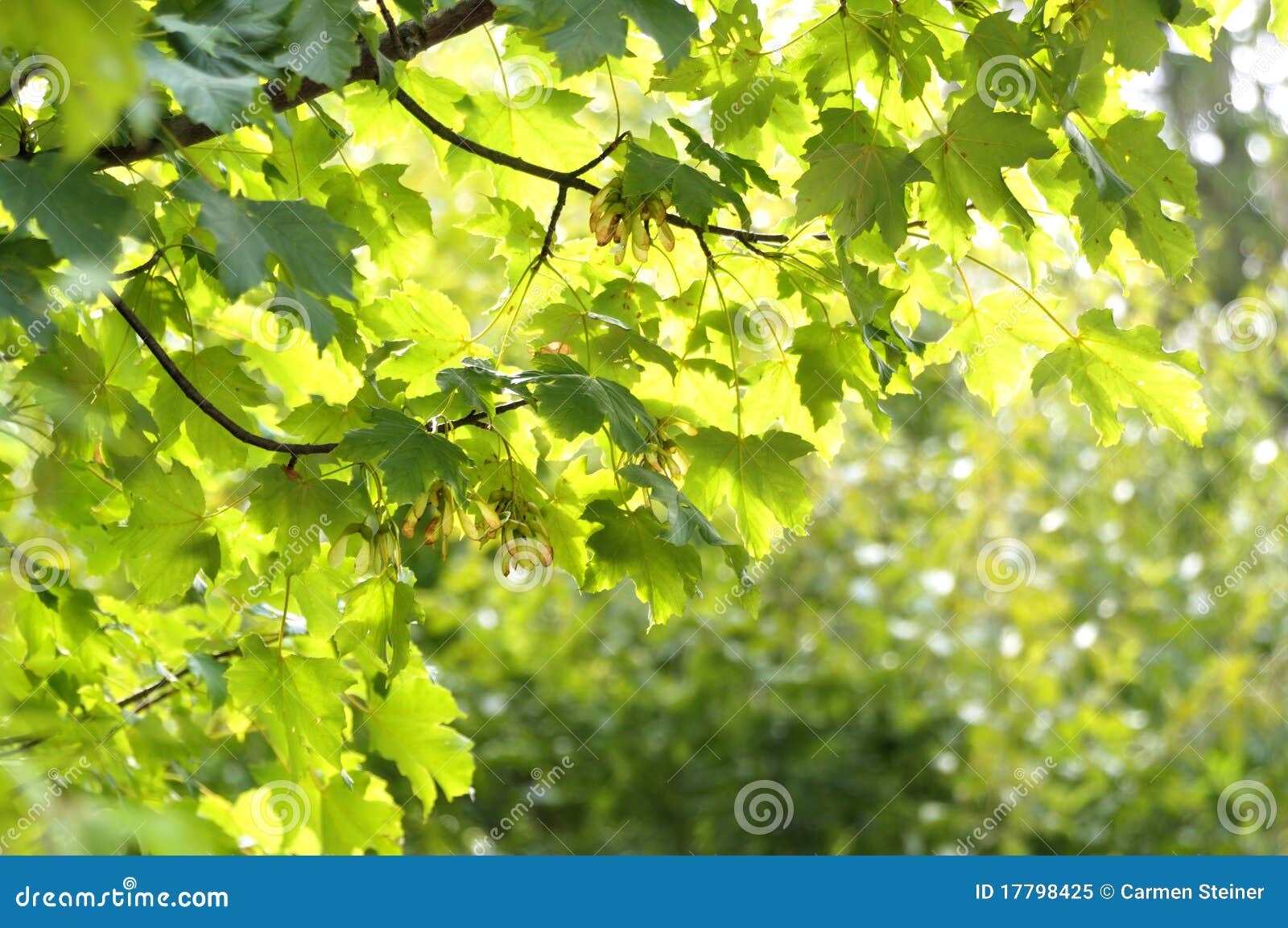 Maple in the summer stock image. Image of summer, nature - 17798425