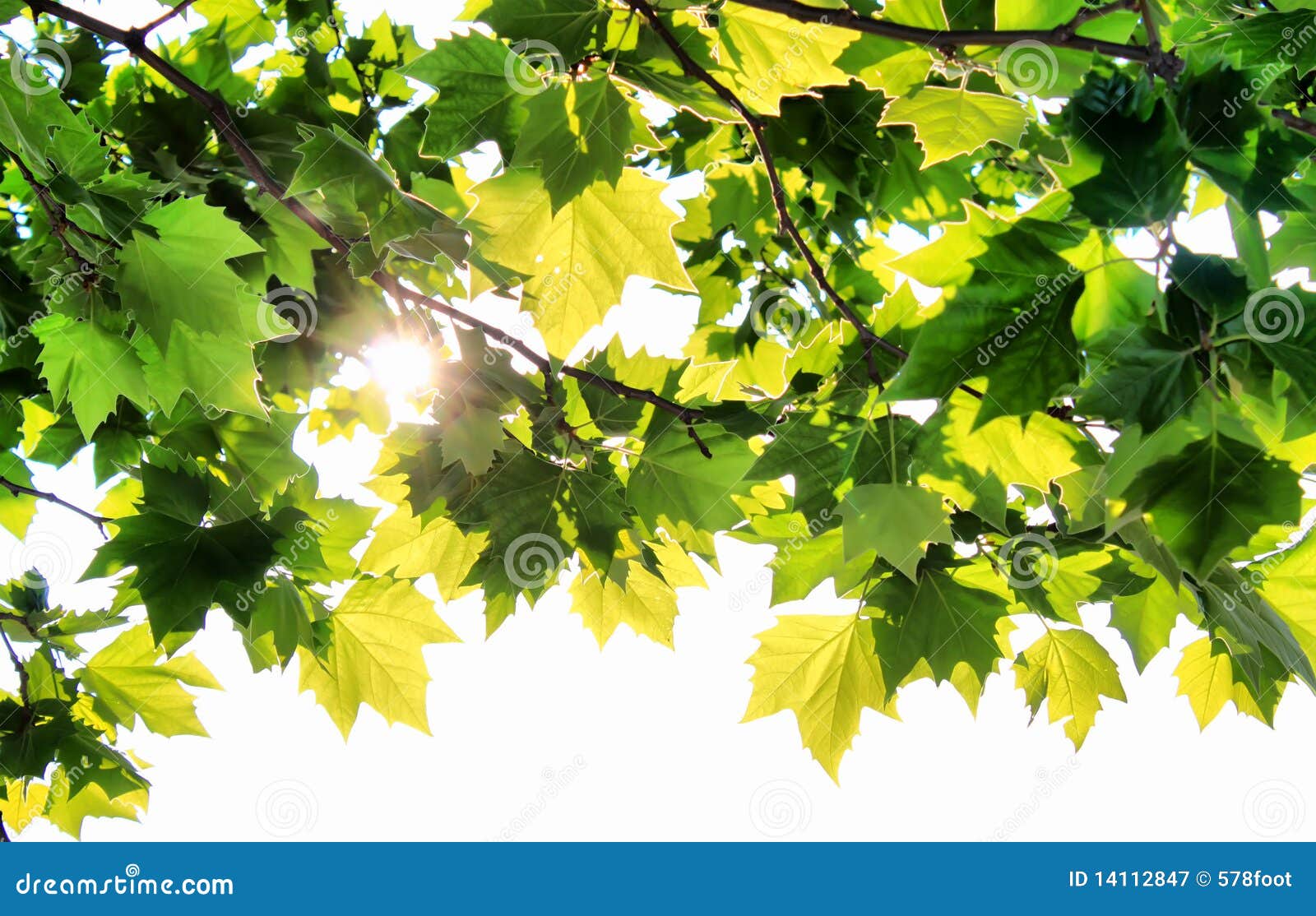 Maple and sun stock image. Image of nature, stem, harmony - 14112847