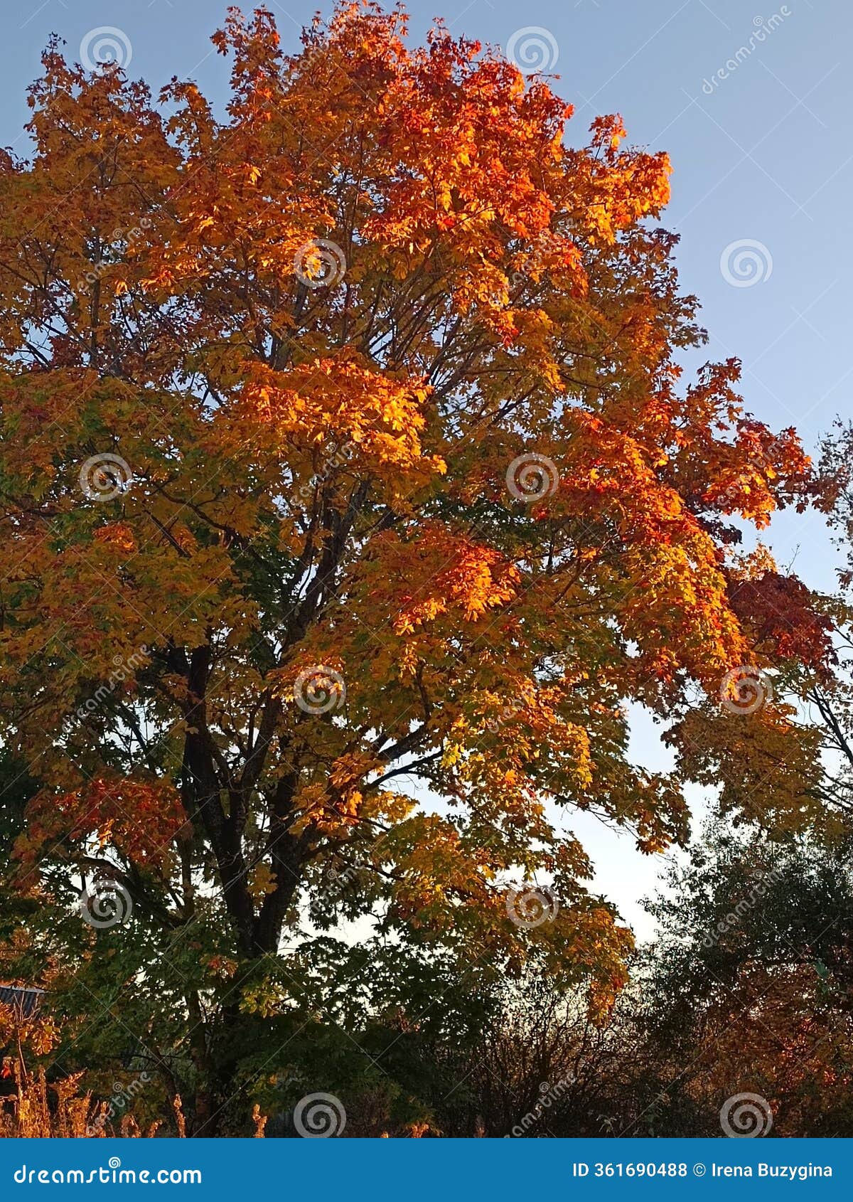 Maple at sunset stock photo. Image of sunset, autumn - 361690488