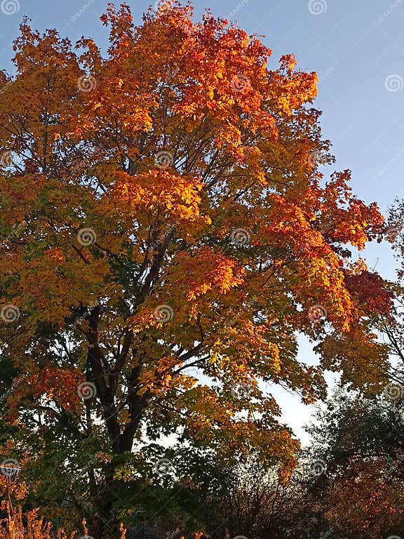 Maple at sunset stock photo. Image of sunset, autumn - 361690488