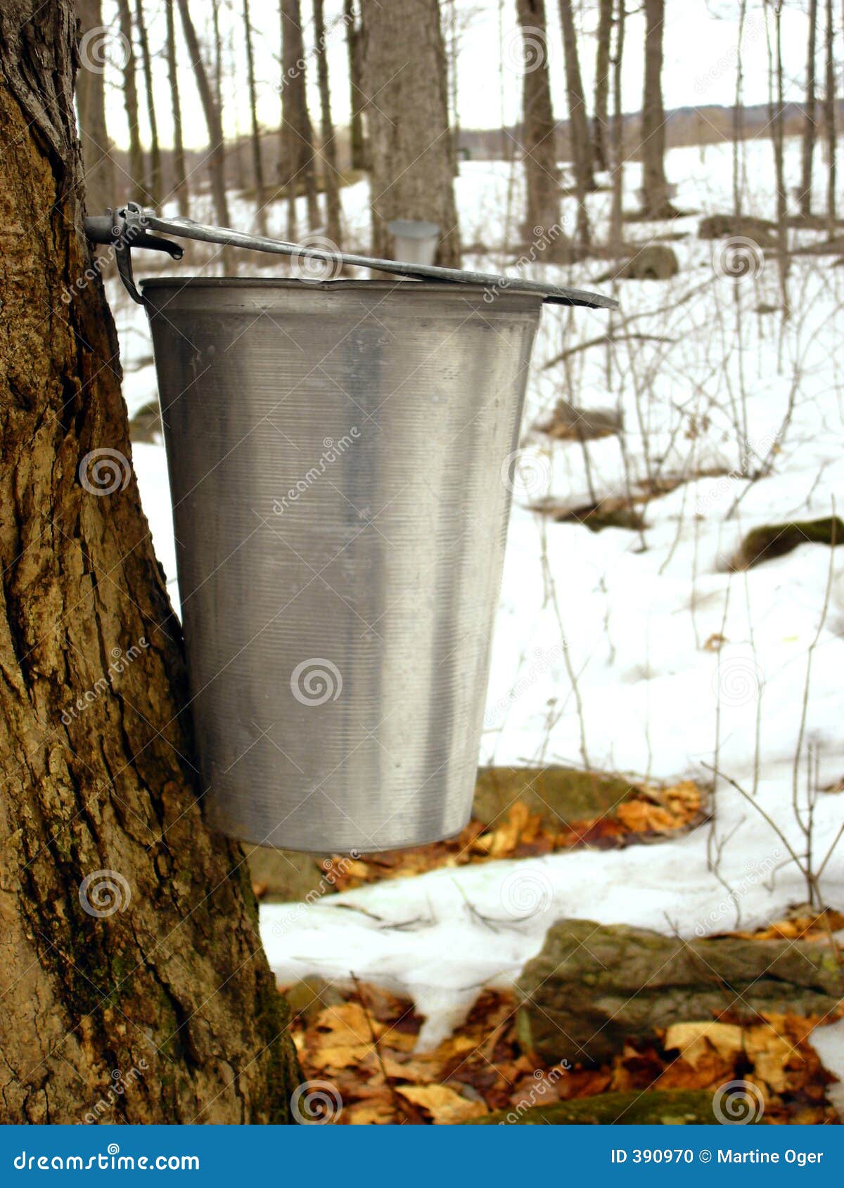 Maple syrup stock photo. Image of traditional, tasting - 390970